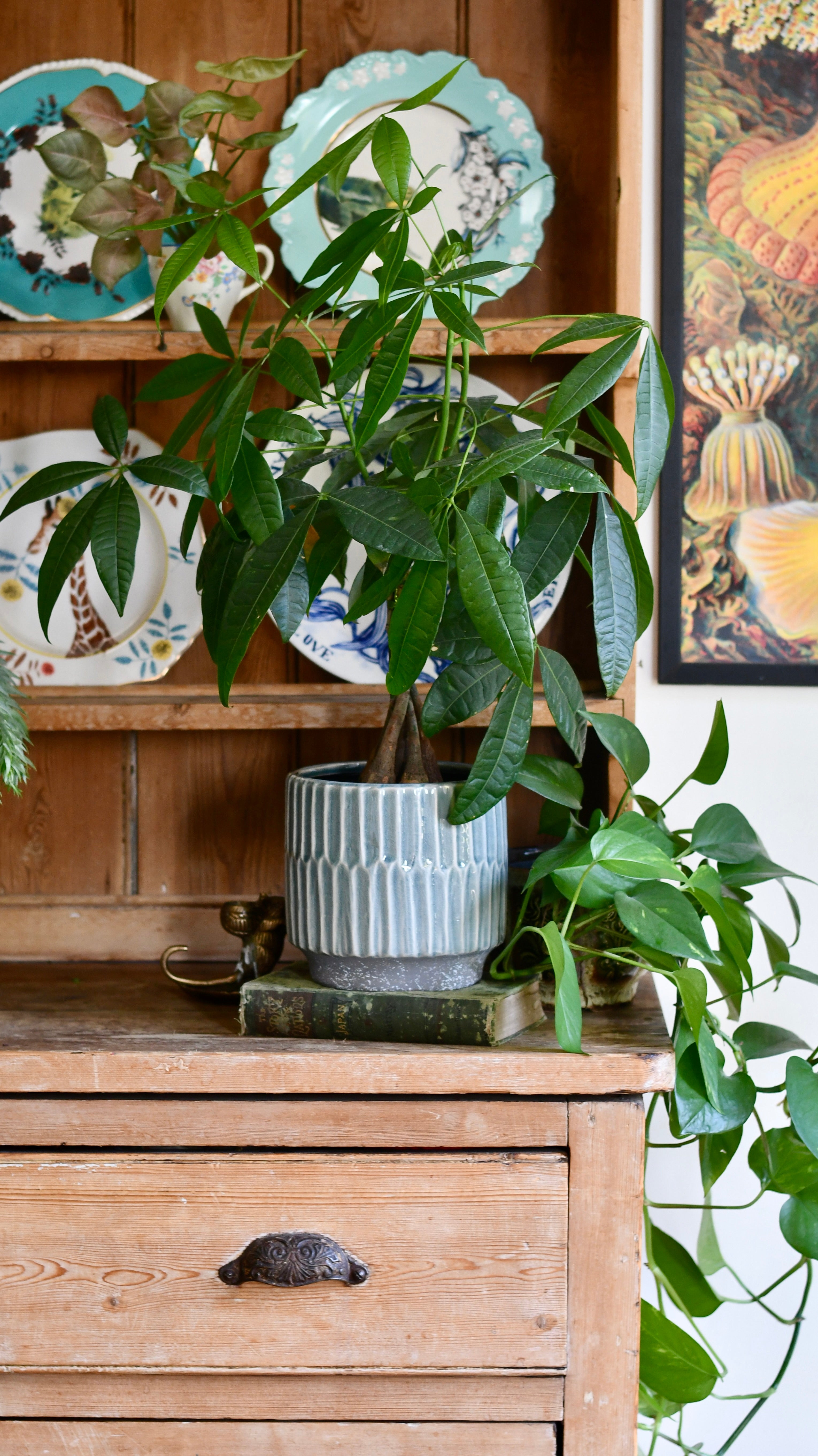 Baby Money Tree & Vibes Pot | Pachira Aquatica | Happy Houseplants ...