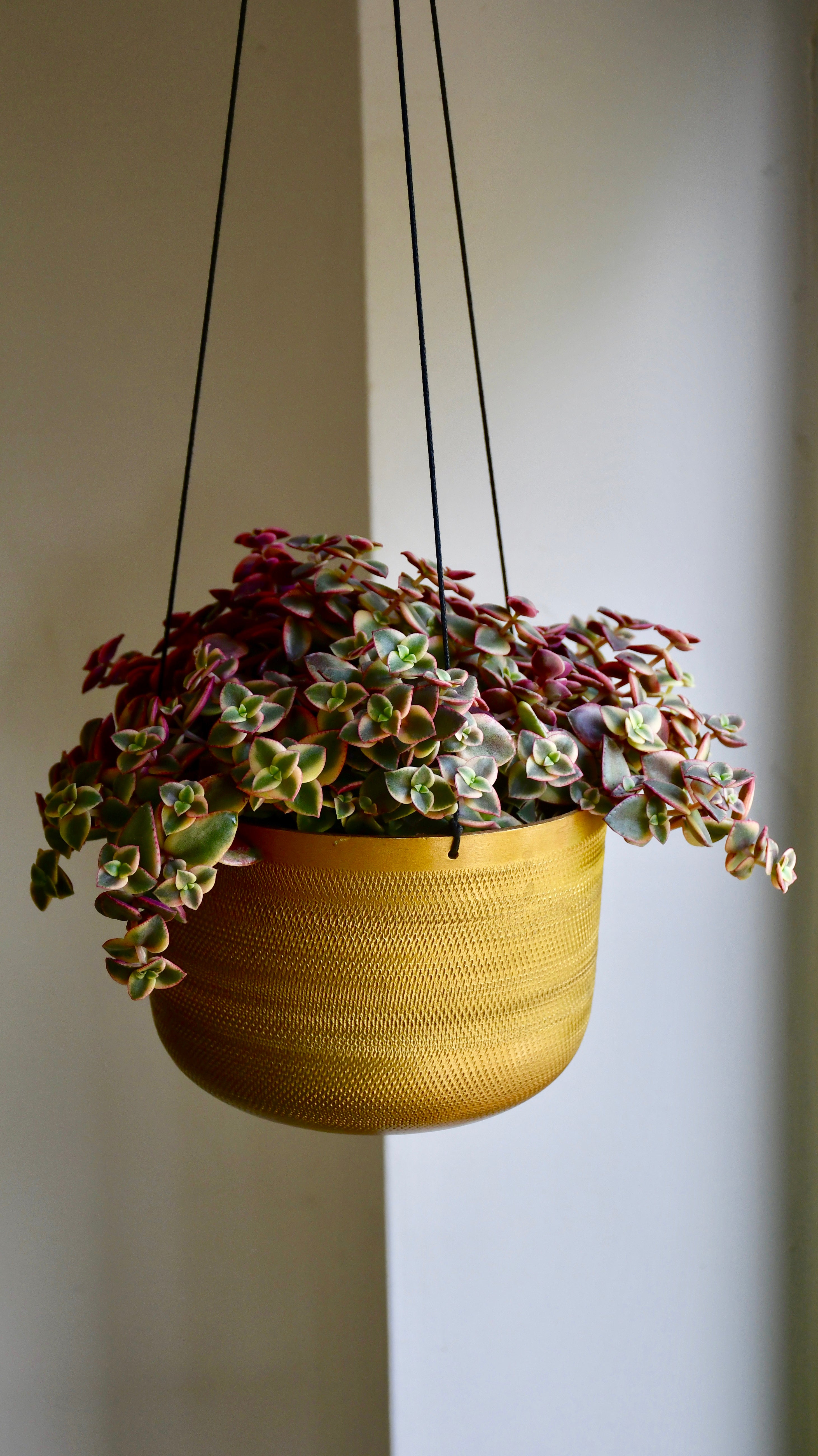 Crassula Marginalis Rubra Variegata Calico Kitten | Happy Houseplants ...