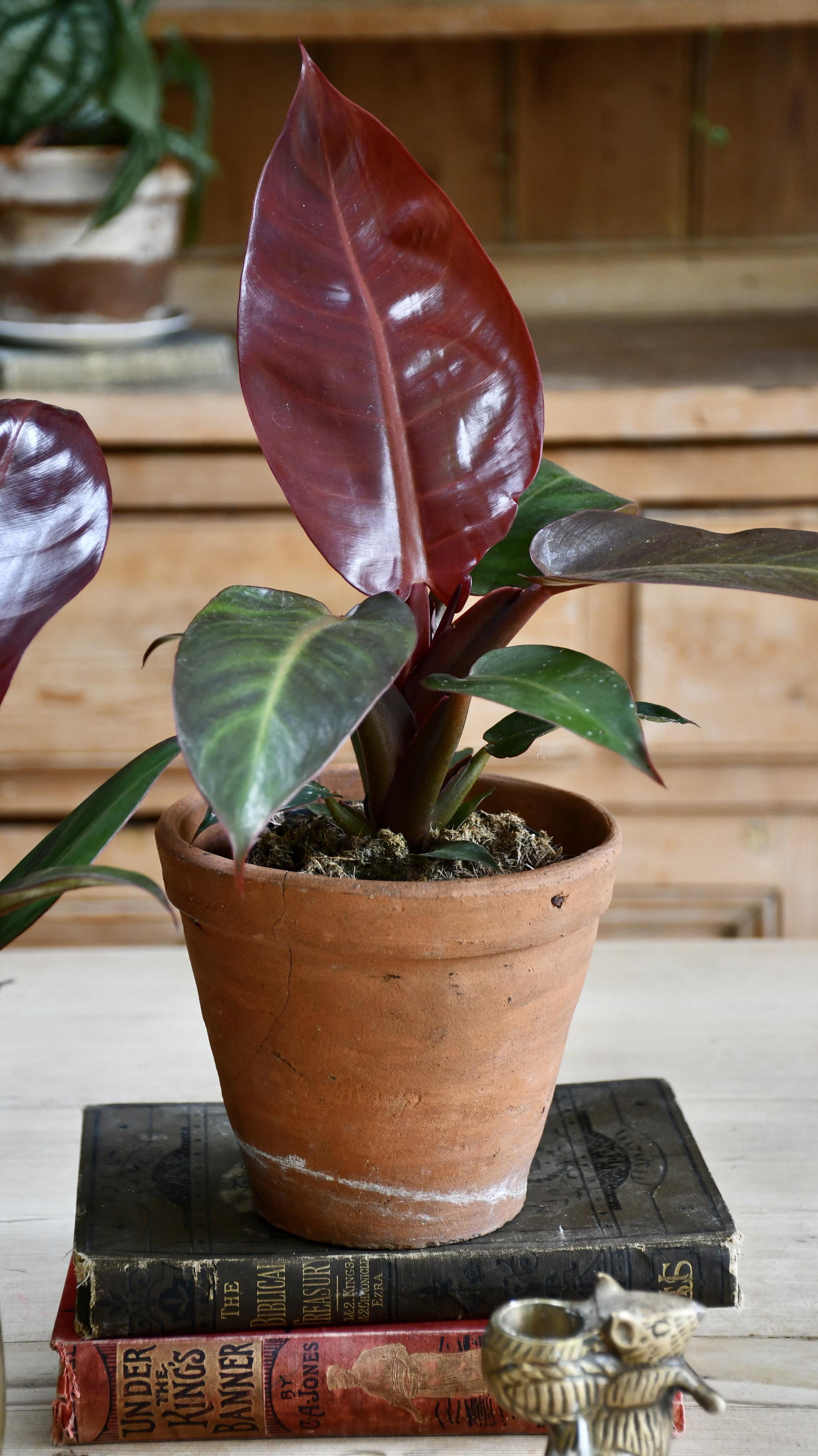 Philodendron Red | UK Delivery | Happy Houseplants – Happy Houseplants