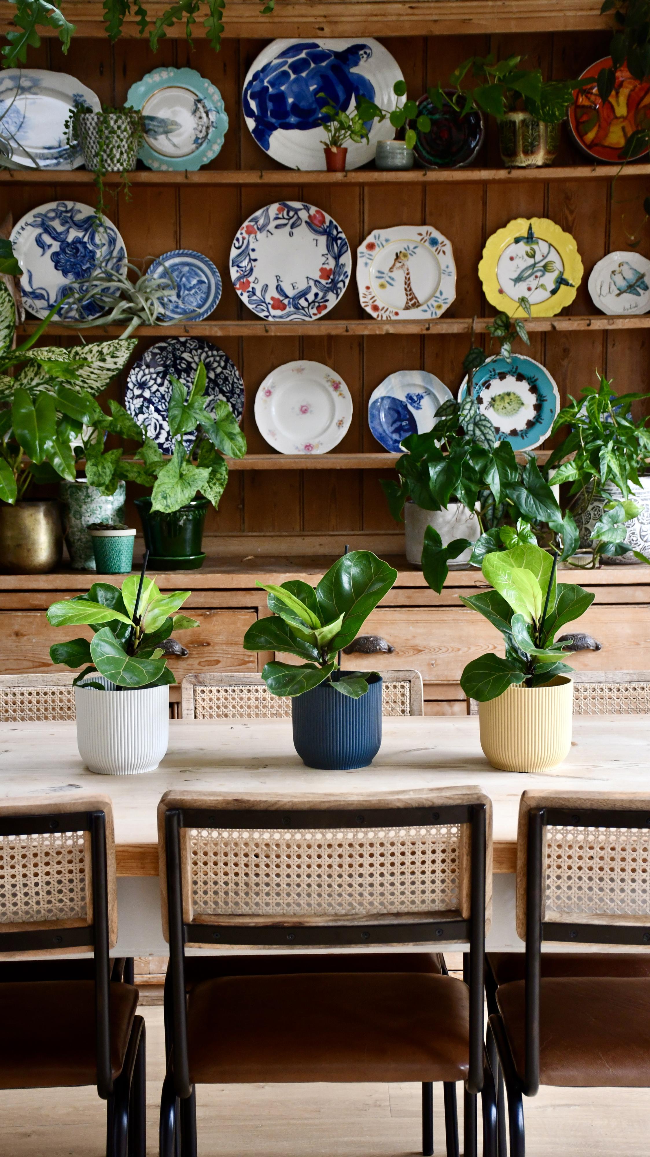 Baby Ficus Lyrata & Vibes Pot | Happy Houseplants – Happy Houseplants