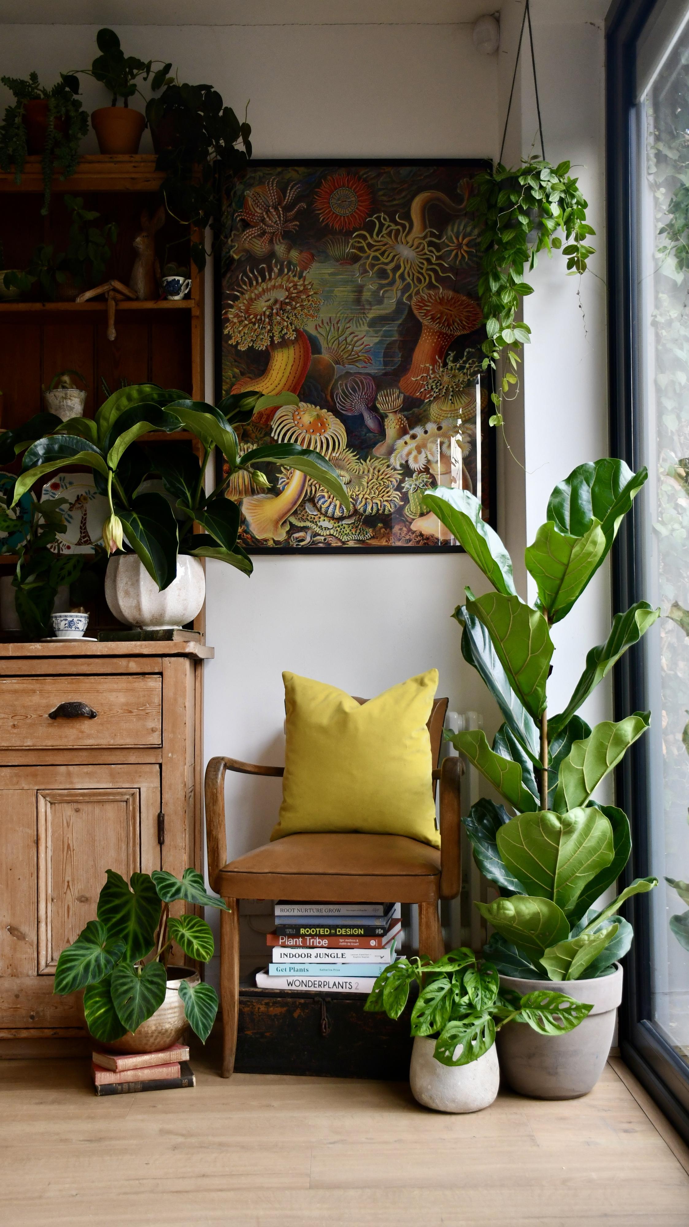 Ficus Lyrata Single Stem | Fiddle Leaf Fig | Happy Houseplants – Happy ...