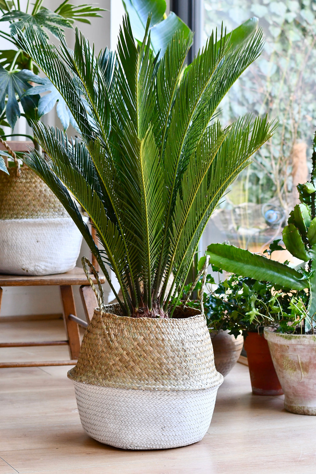 cycas rhs