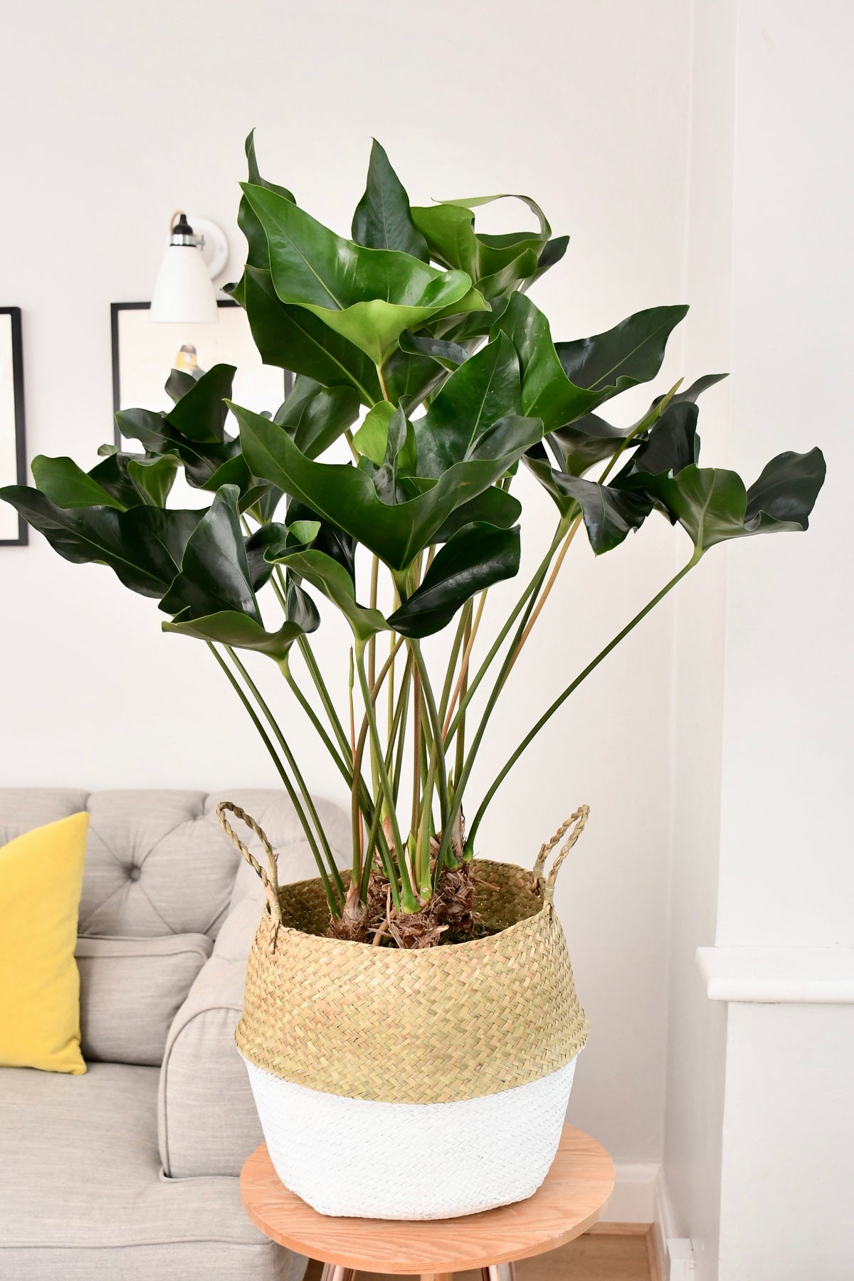 Anthurium Arrow | Happy Houseplants – Happy Houseplants
