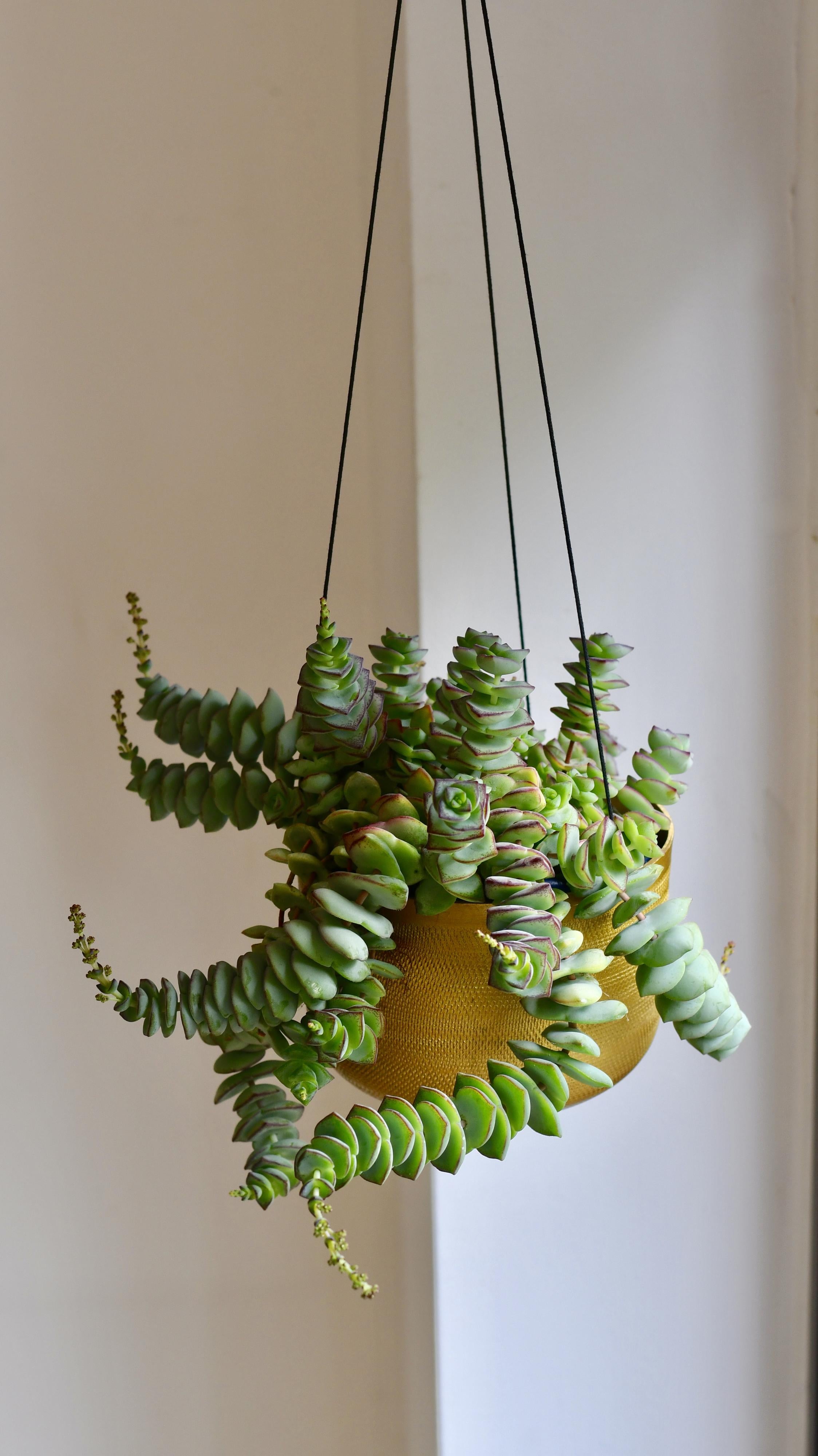 Crassula Perforata | String of Buttons | Happy Houseplants – Happy ...