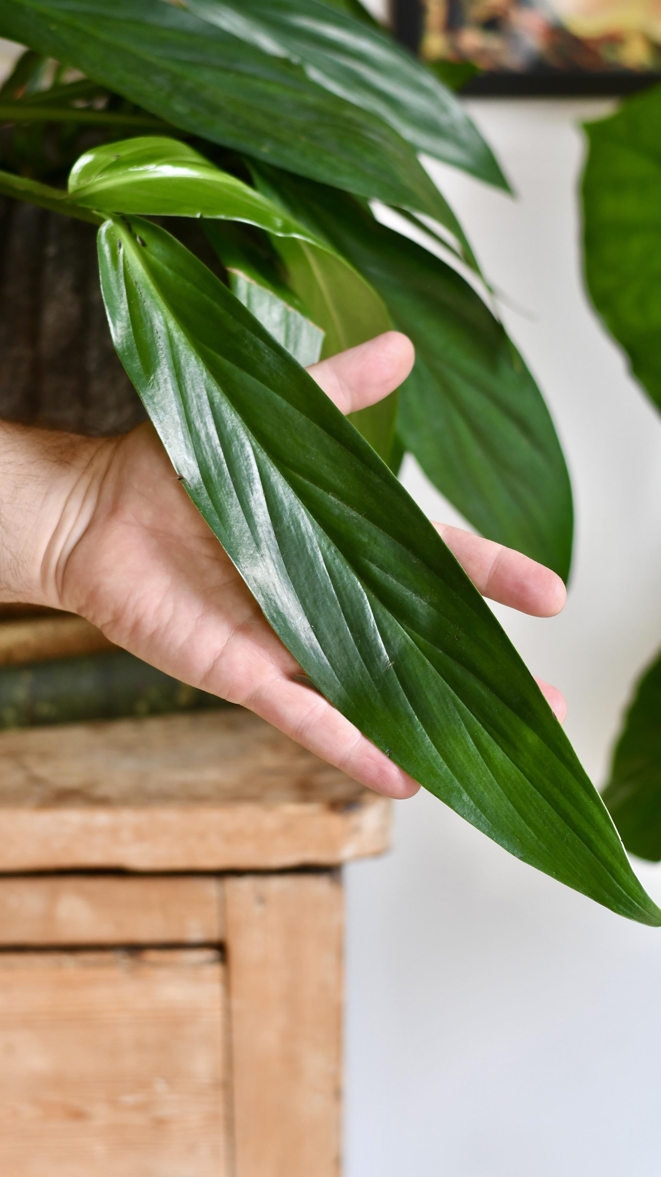 Epipremnum Amplissimum | Rare Houseplants | Happy Houseplants – Happy ...