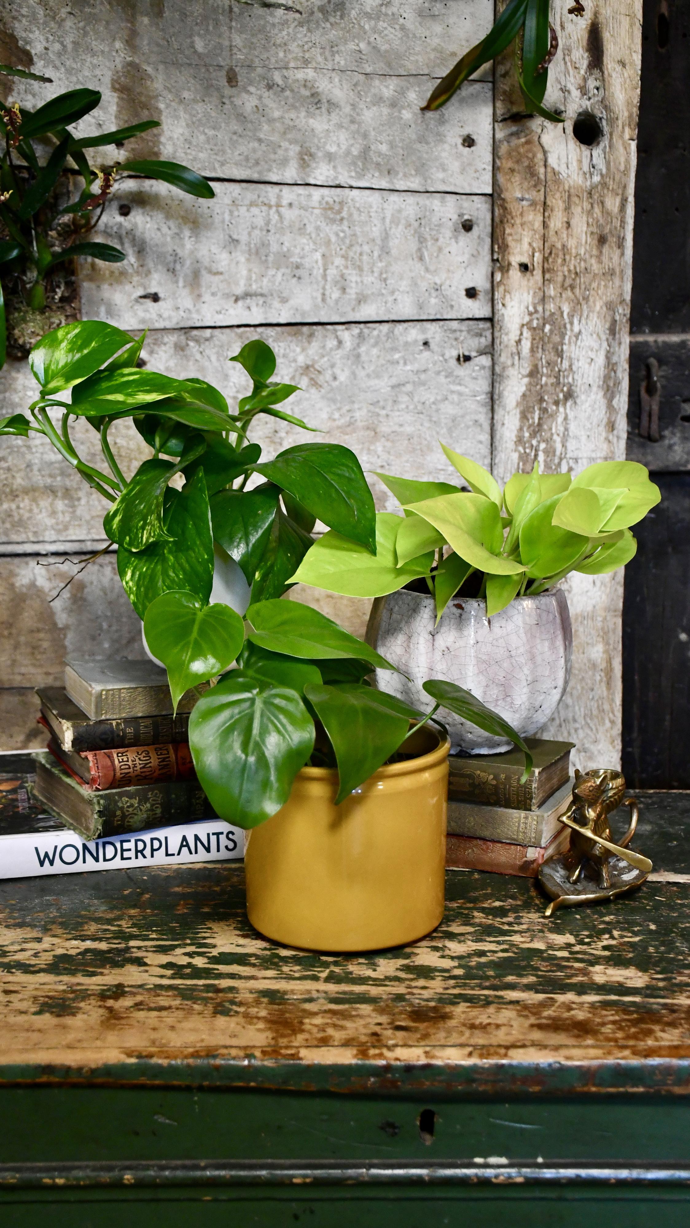 Easy Care Collection | Happy Houseplants – Happy Houseplants