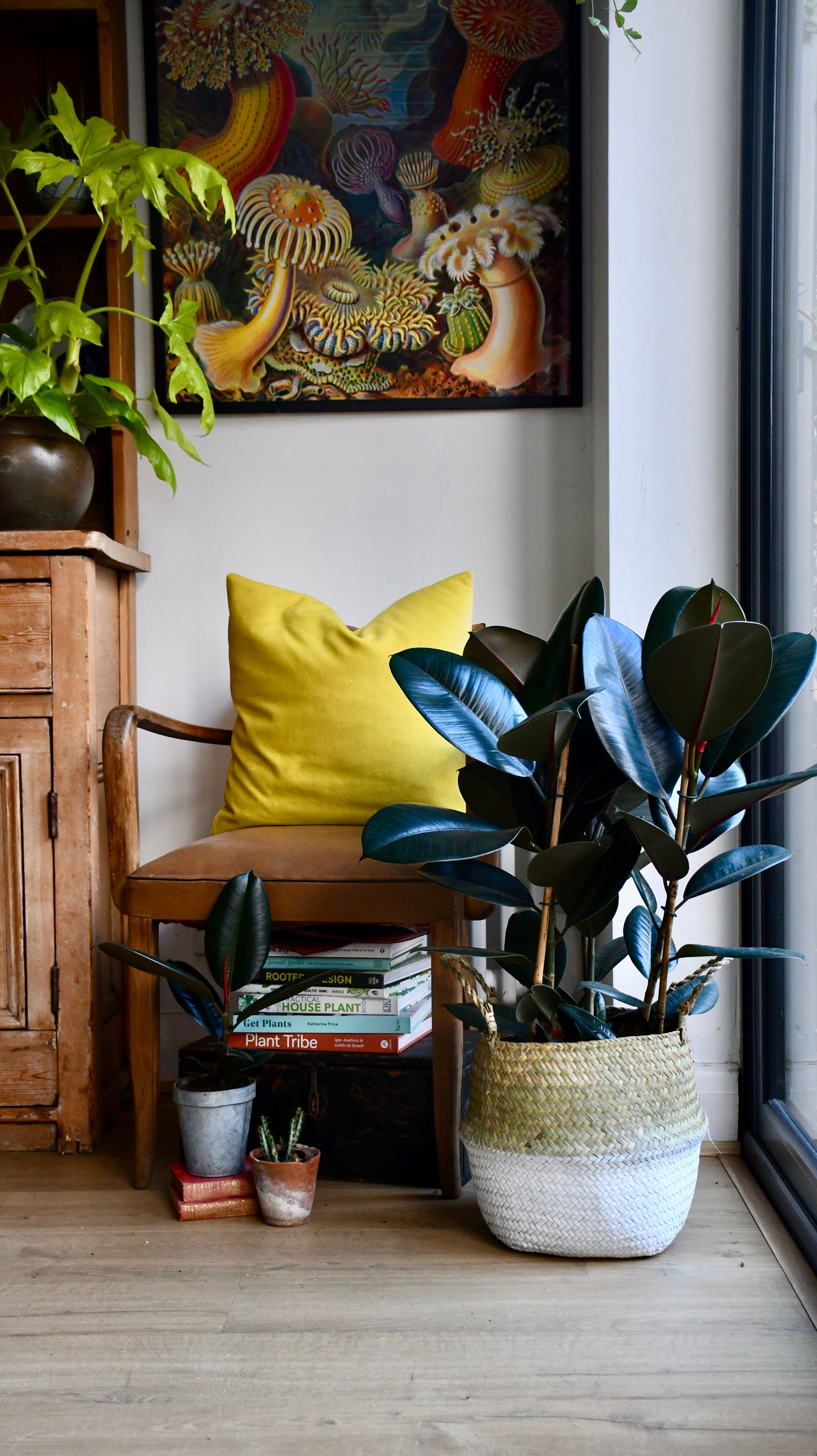 Ficus Elastica Abidjan | Rubber Plant | Happy Houseplants – Happy ...