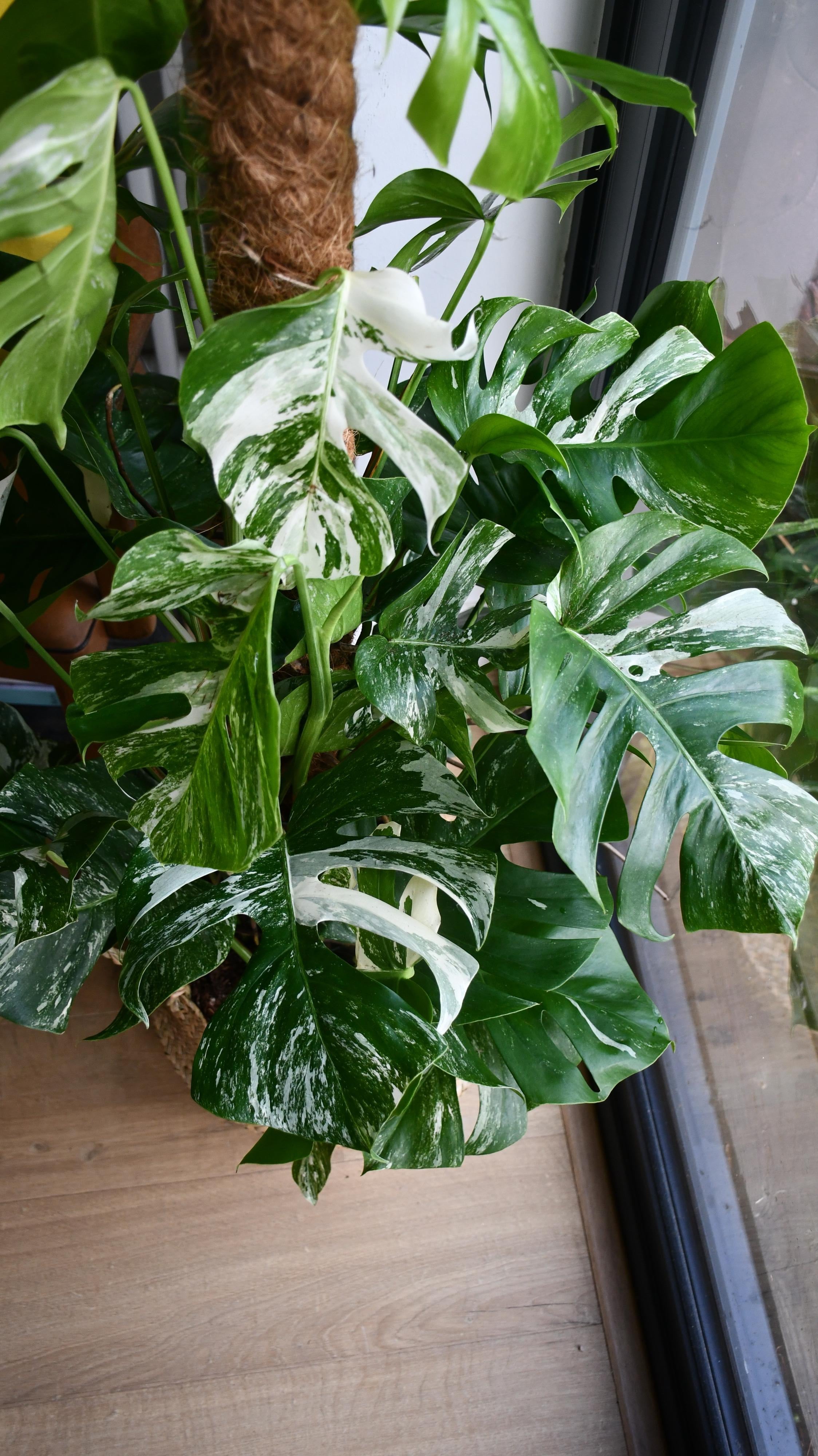 Variegated Monstera Deliciosa | Happy Houseplants | UK
