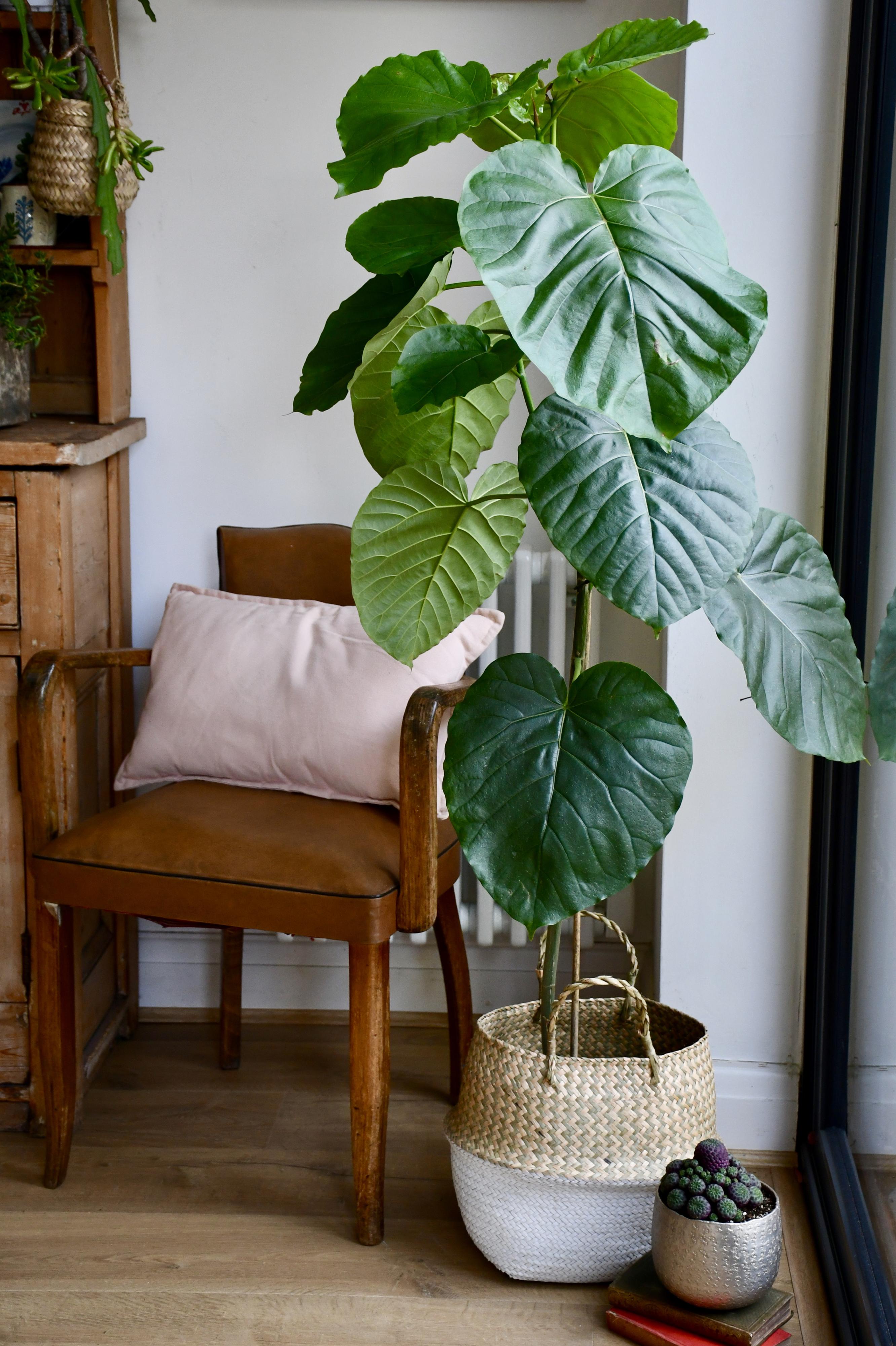 Ficus Umbellata Tree | Rare Ficus | Happy Houseplants – Happy Houseplants