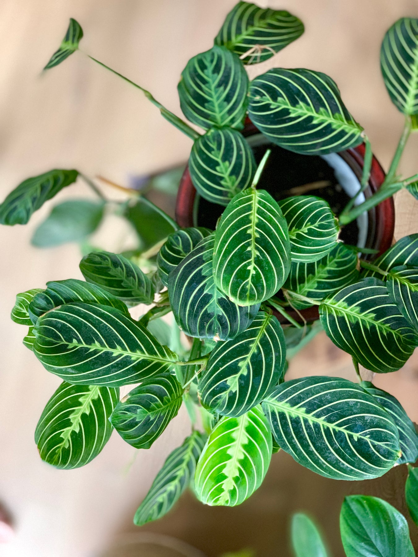 Hanging Maranta Leuconeura Marisela - Lemon and Lime – Happy Houseplants