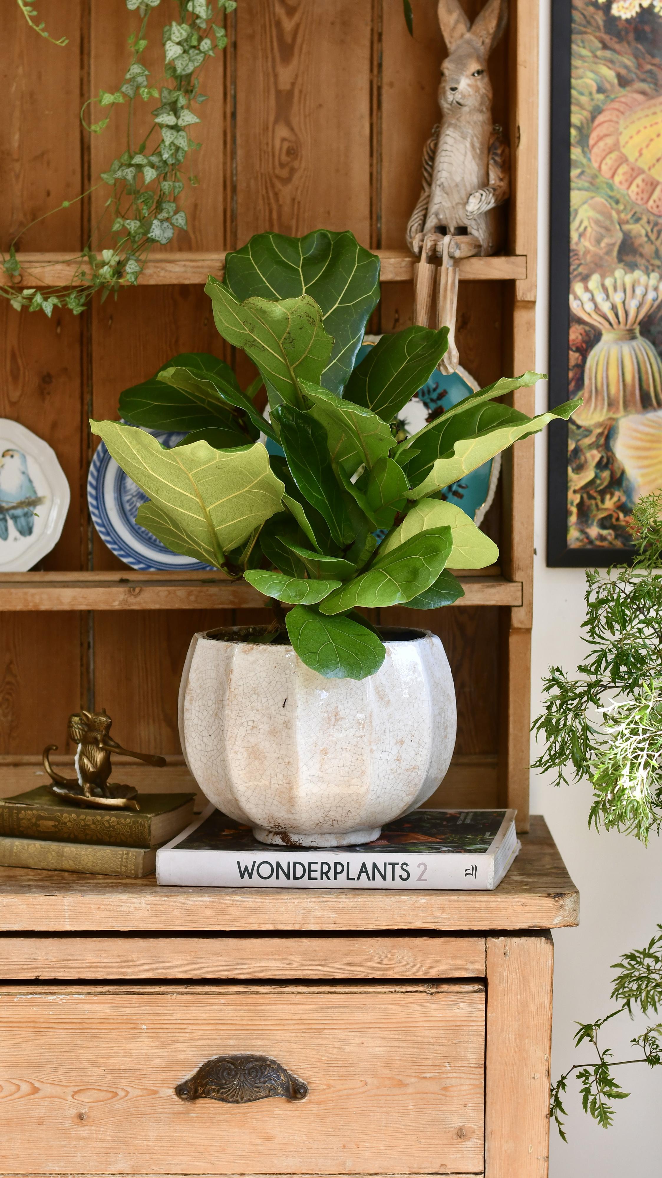Bonsai Fig Tree | Ficus Retusa | Happy Houseplants – Happy Houseplants