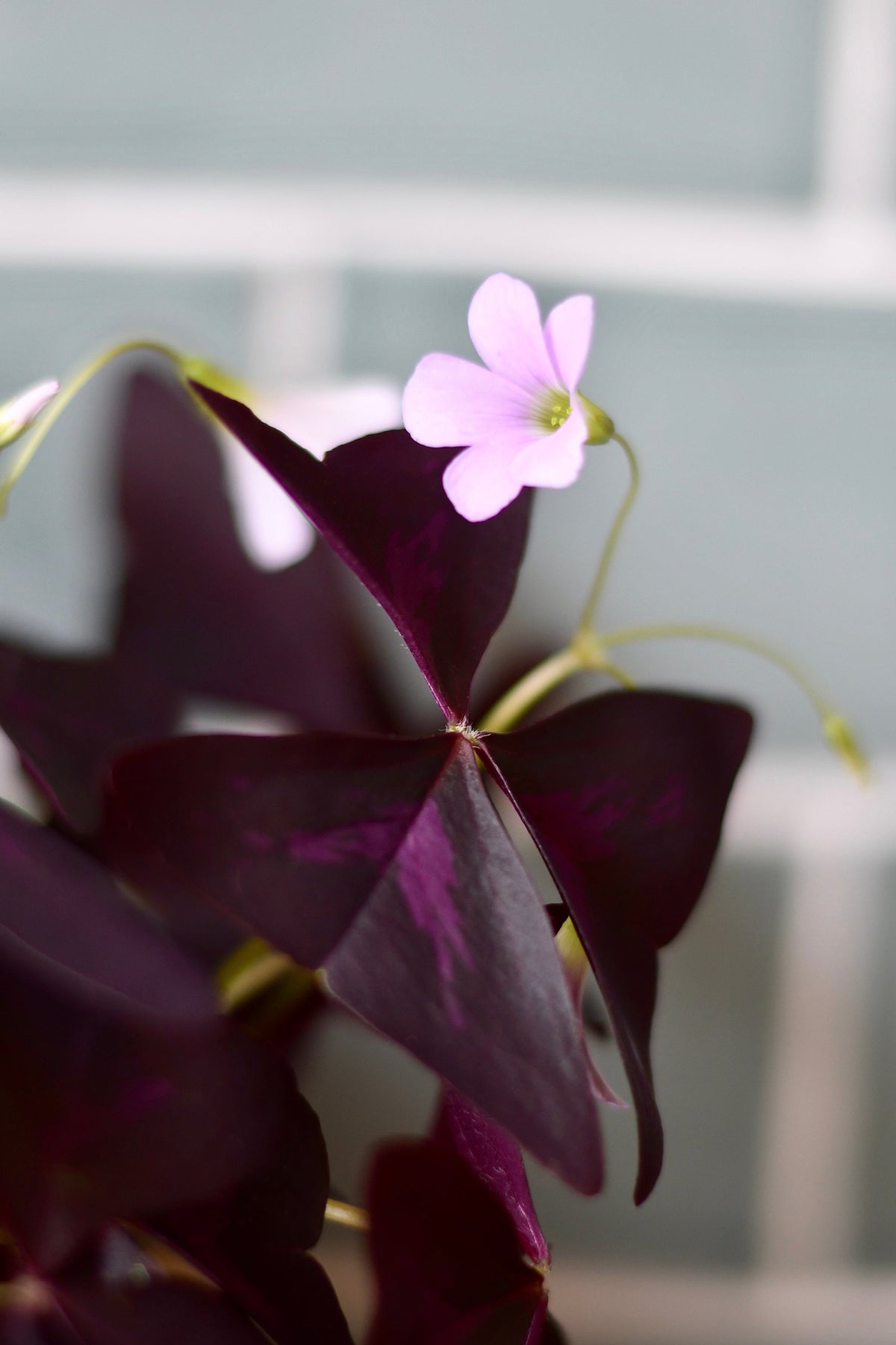 Oxalis Triangularis 'Purple Shamrock' & Vibes Pot | Happy Houseplants ...