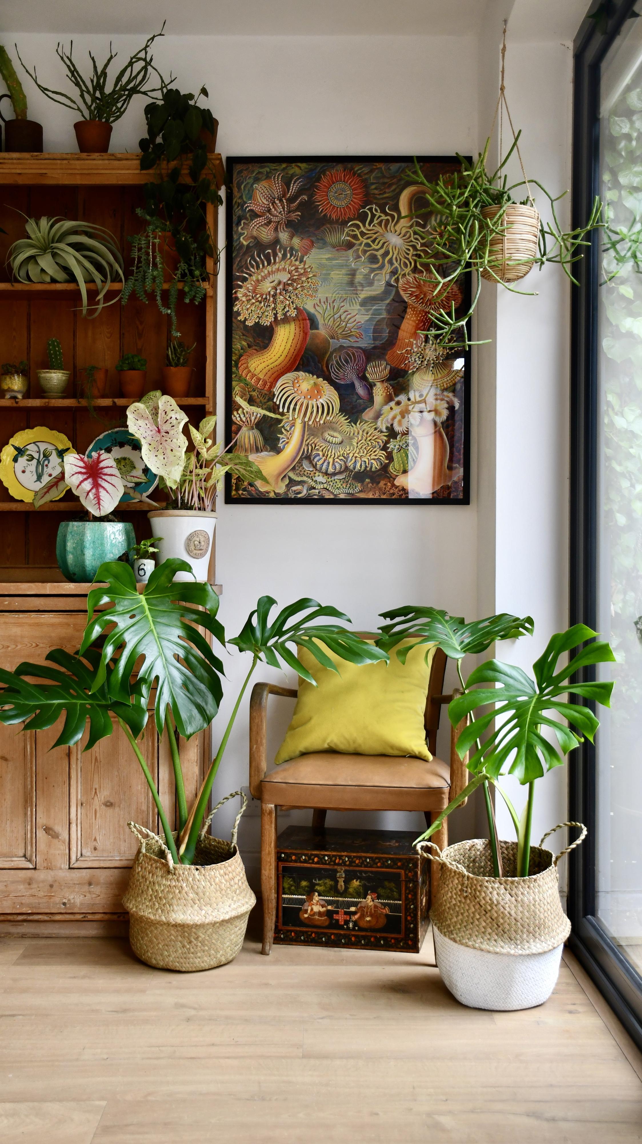 Monstera Deliciosa | Large Leaf Form | Happy Houseplants – Happy ...