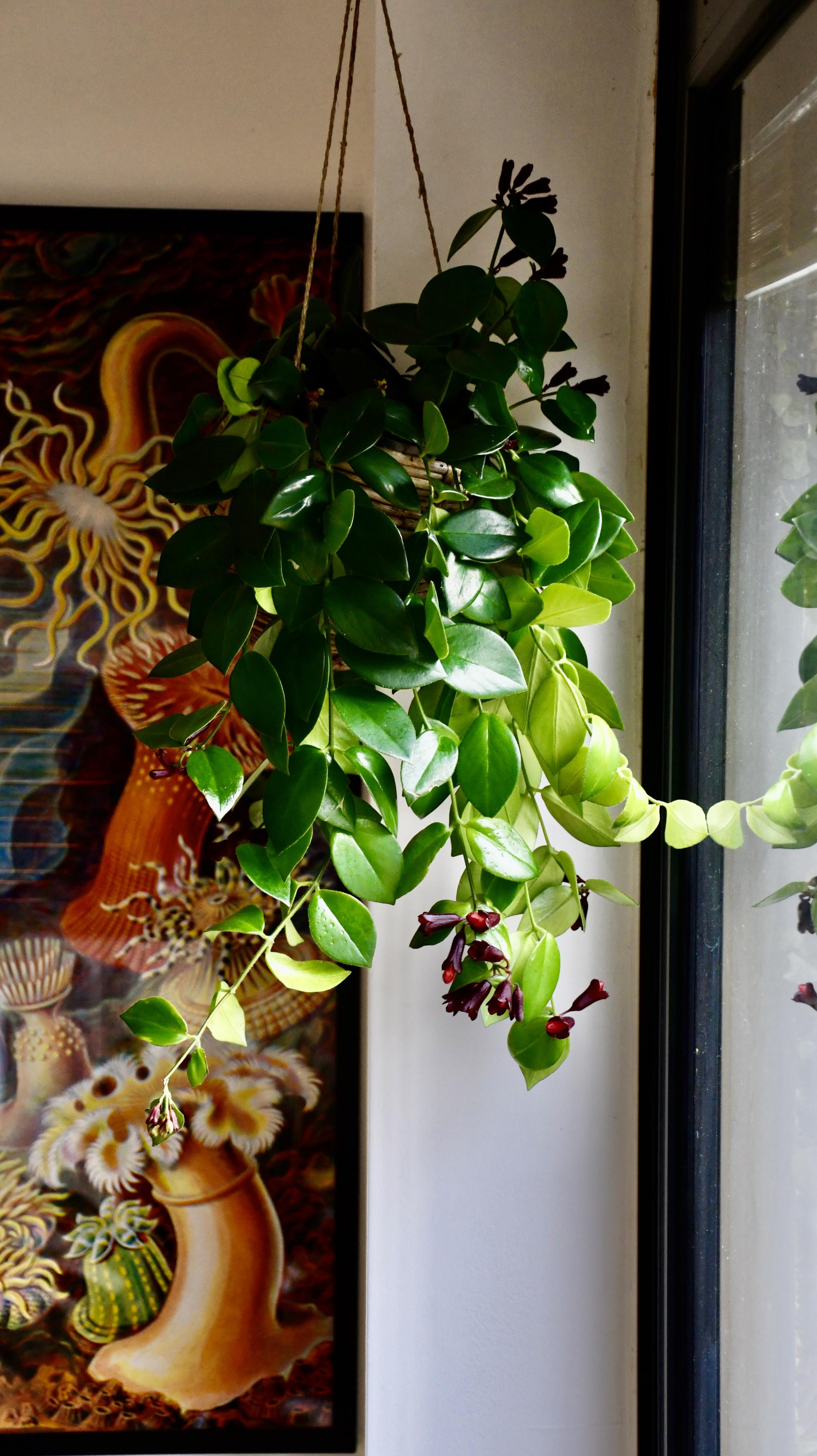 Mona Lisa Plant | Aeschynanthus Plant | Happy Houseplants – Happy ...