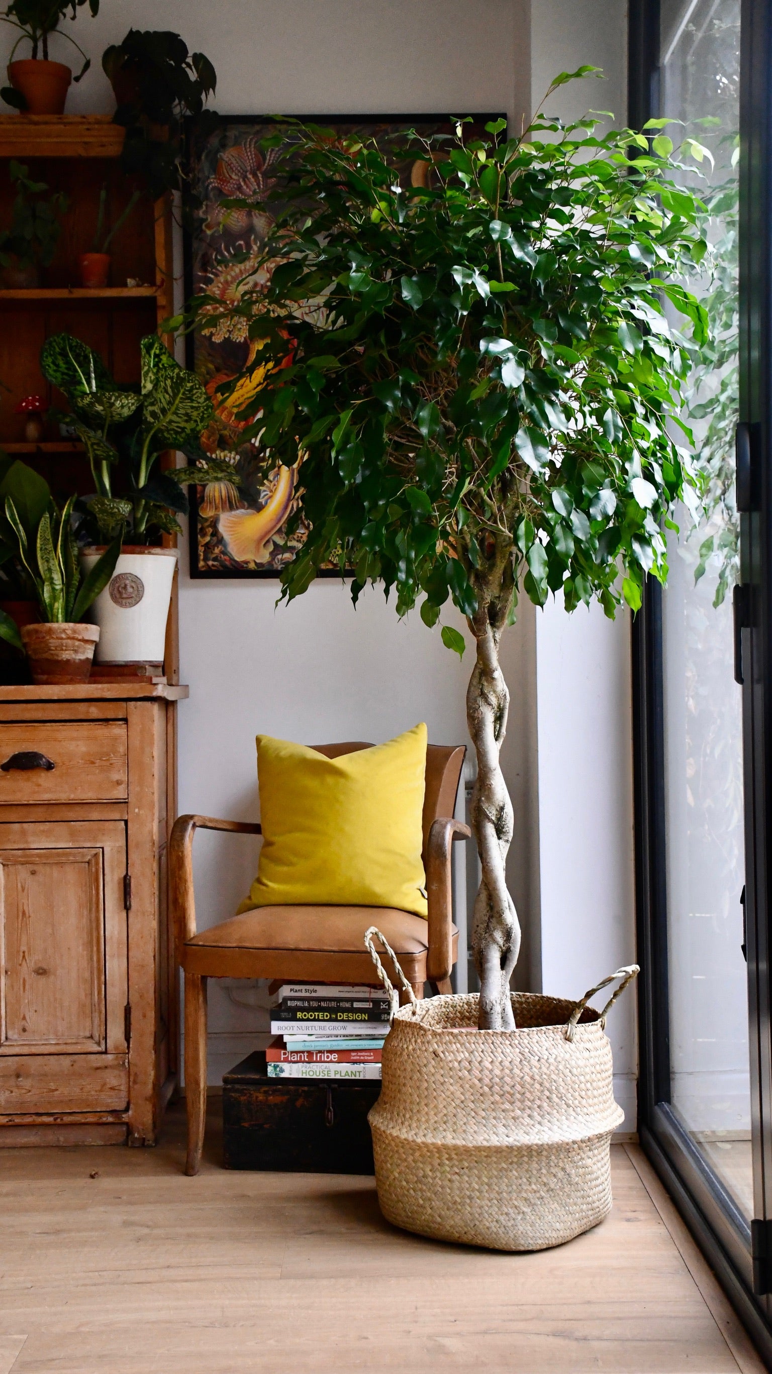 Weeping Fig Tree - Ficus Benjamina – Happy Houseplants