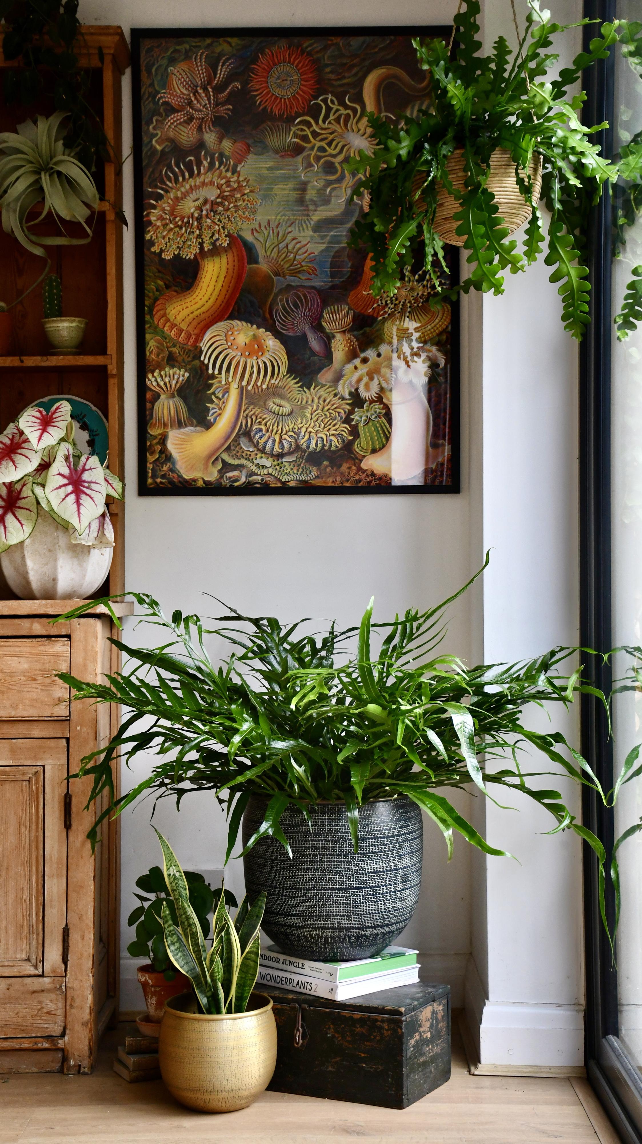 XL Aglomorpha Coronans - Snake Leaf Fern – Happy Houseplants