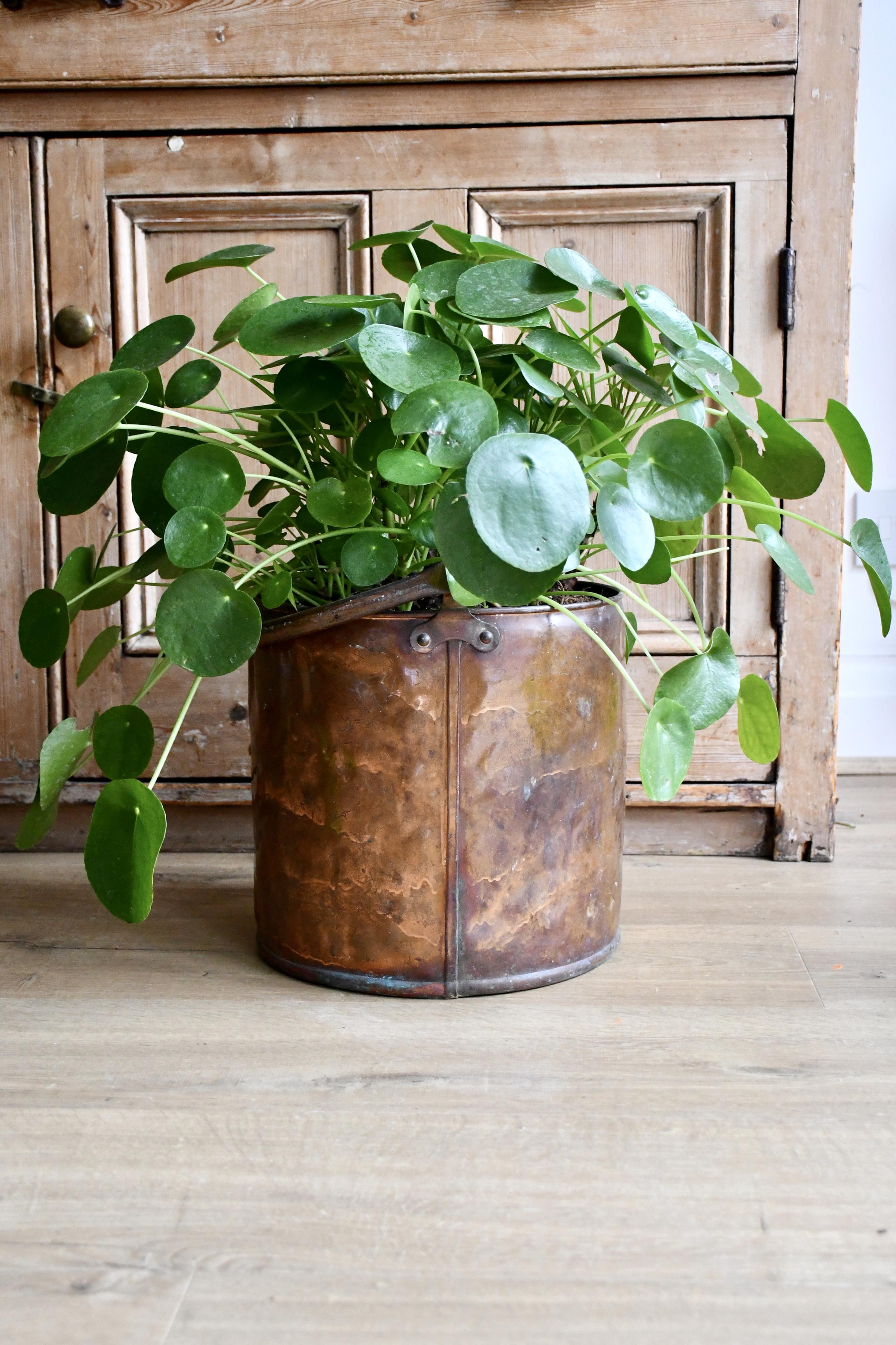 Pilea Peperomioides | Extra Large | Plants Delivered | Happy ...