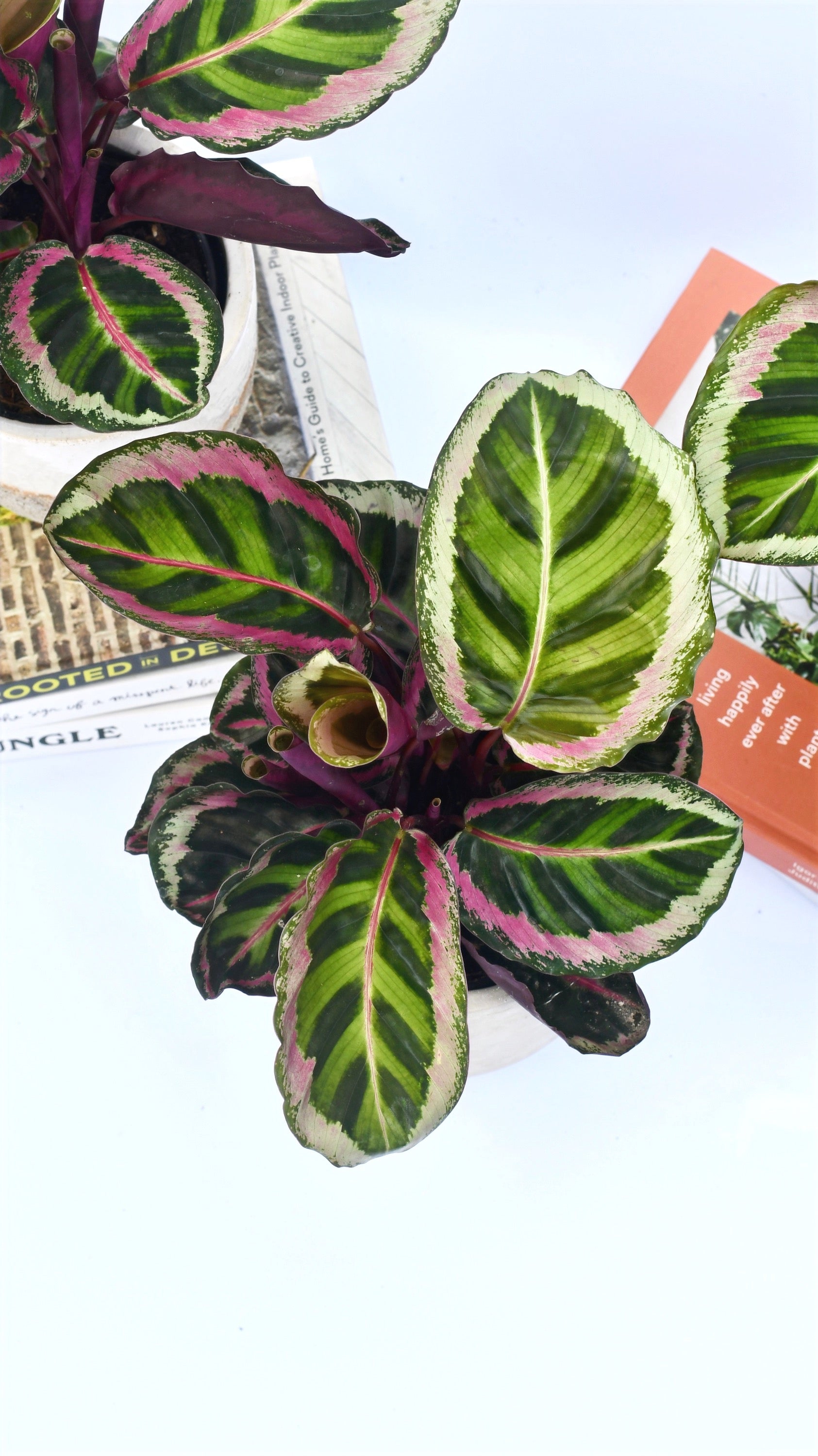 Calathea Roseopicta Angela - Prayer Plant – Happy Houseplants
