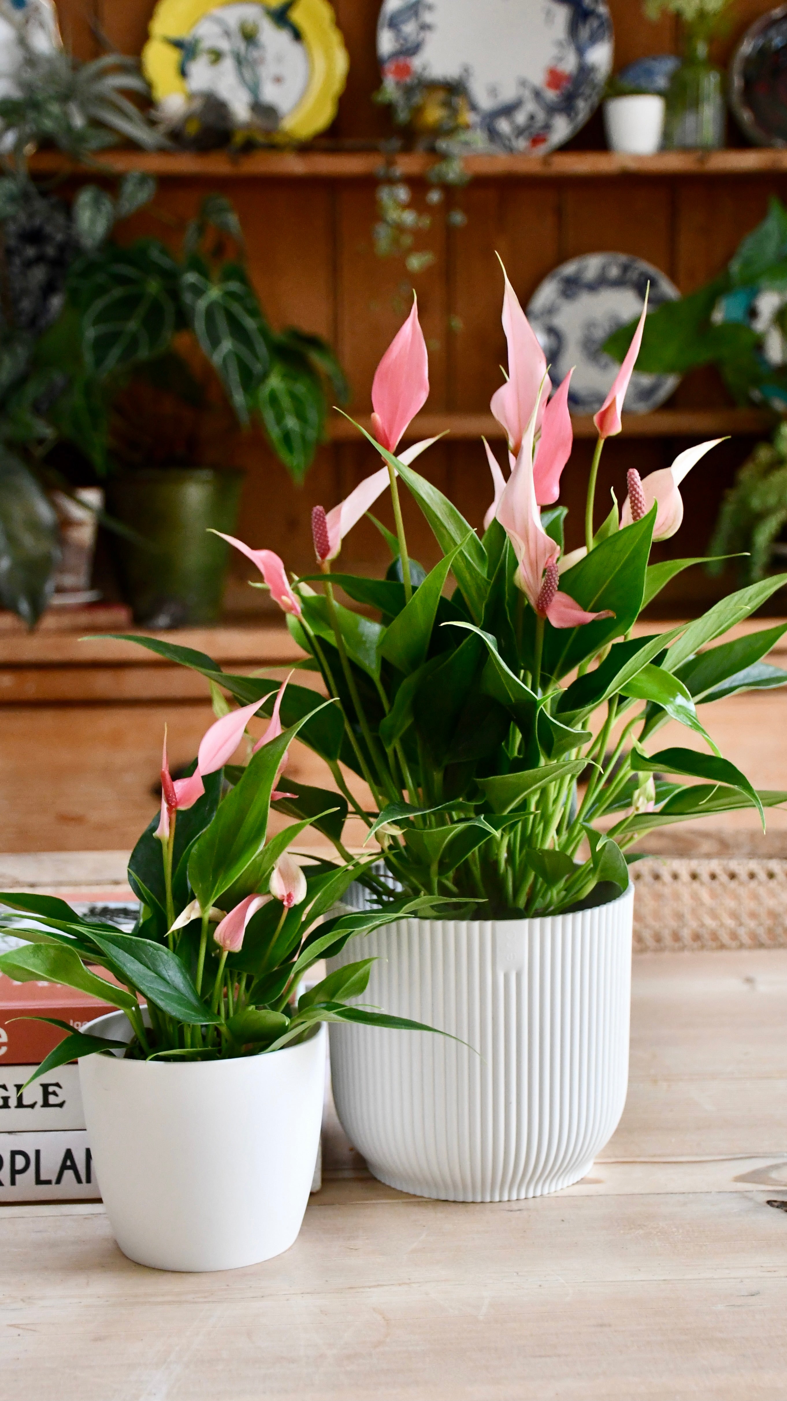 Small Anthurium Lilli & Plant Pot | Happy Houseplants – Happy Houseplants