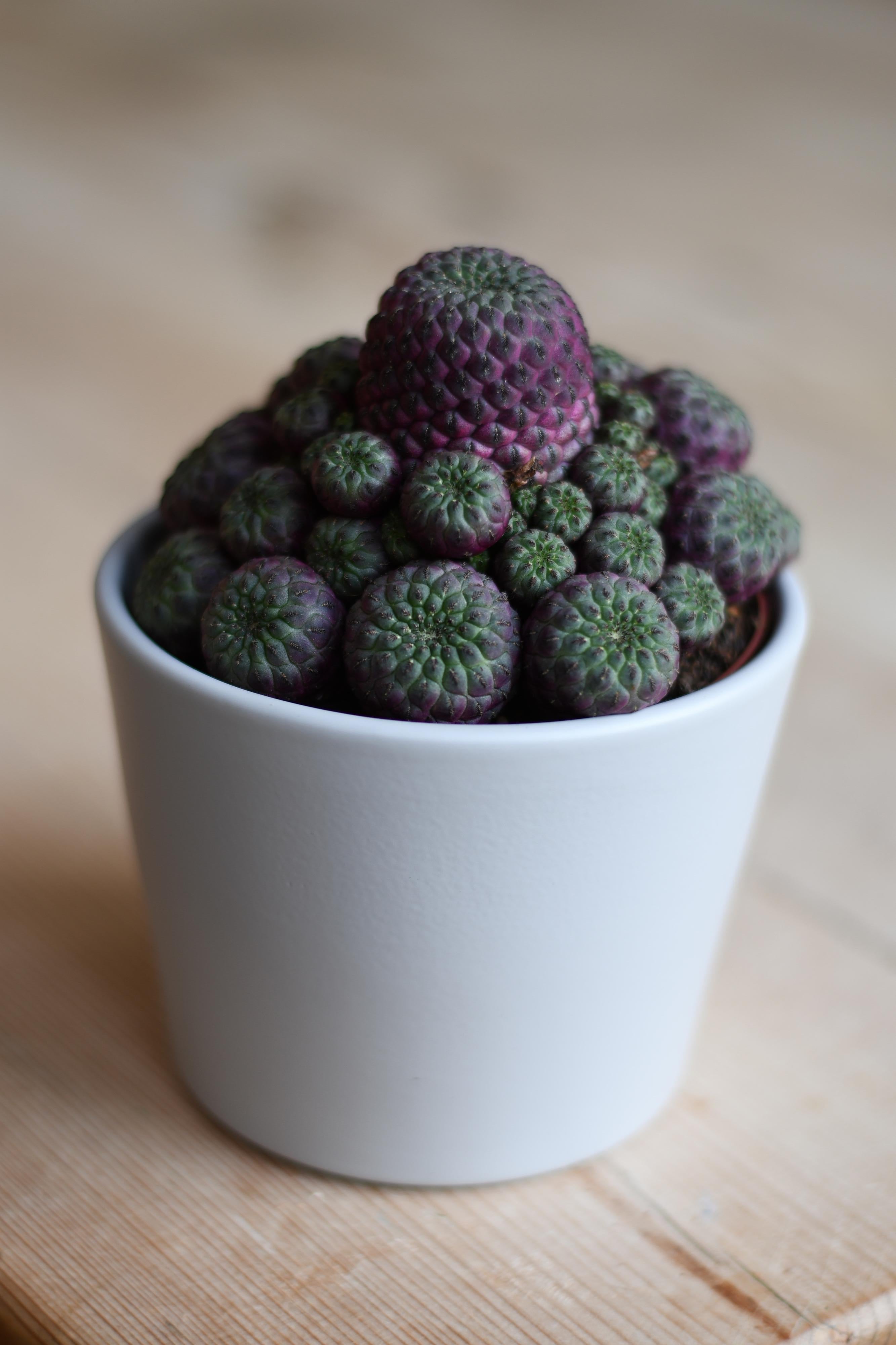 Sulcorebutia Rauschii – Happy Houseplants