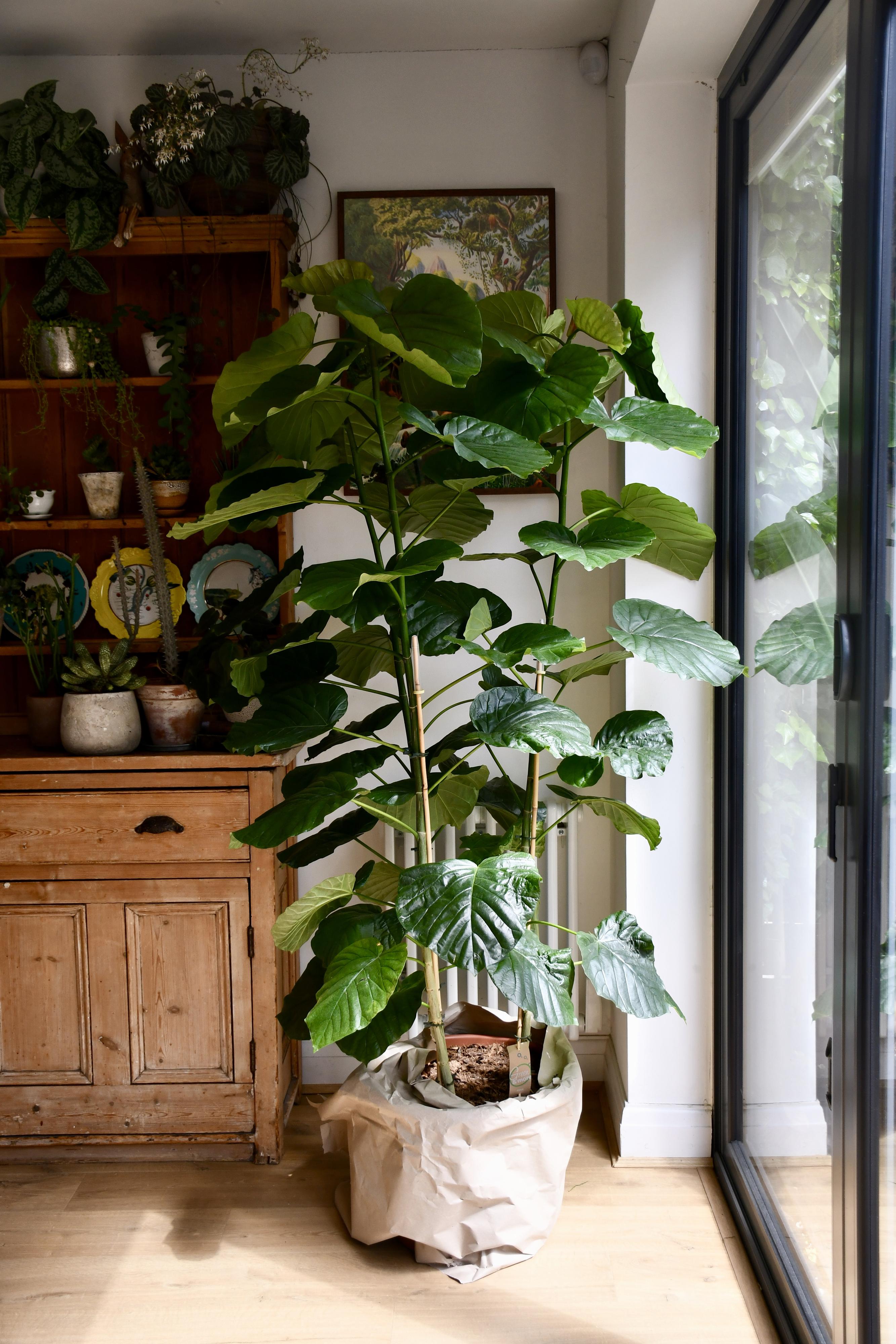 Large Ficus Umbellata | Rare Ficus | Happy Houseplants – Happy Houseplants