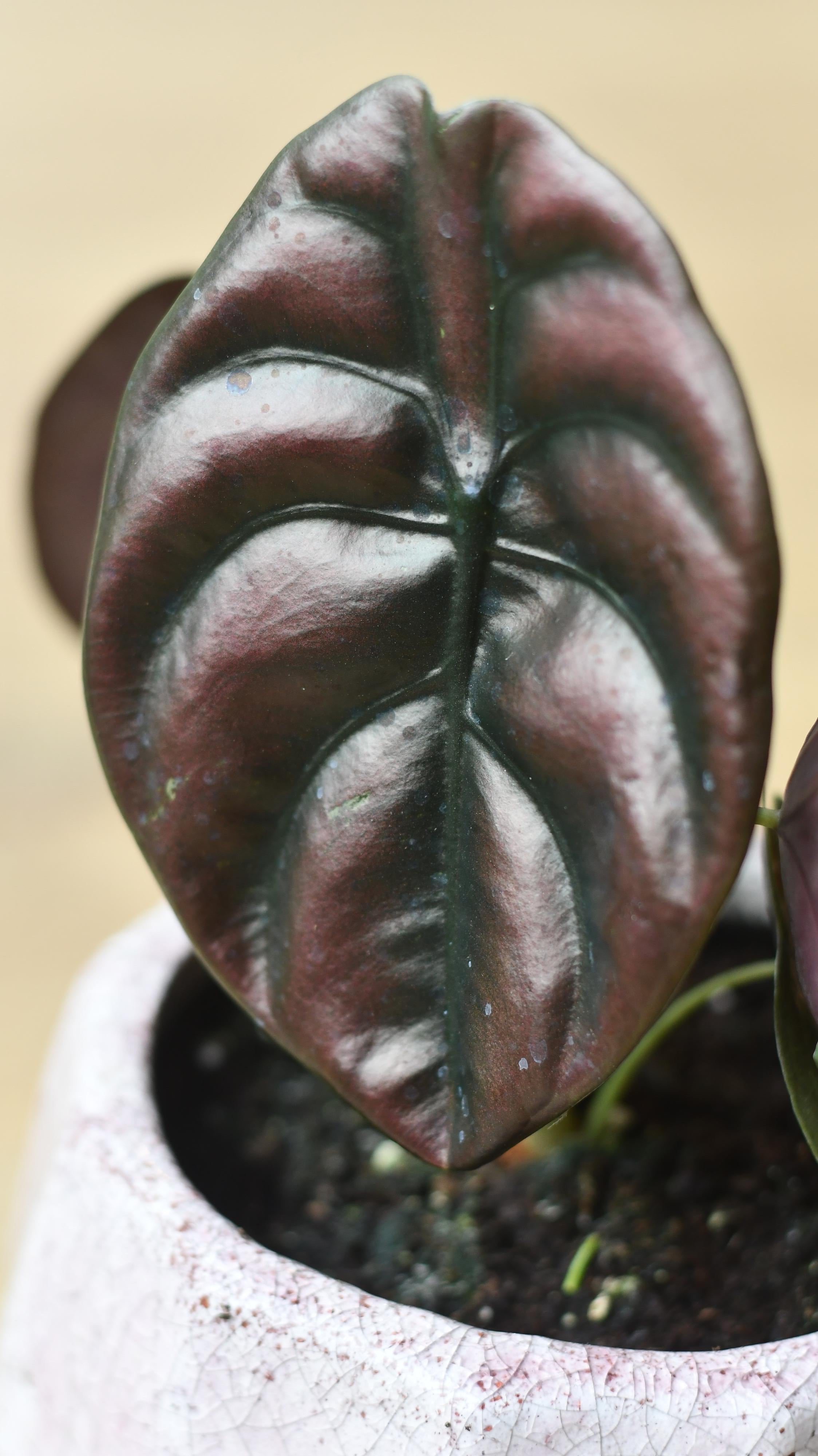 Elephant Ear Red Secret | Alocasia Cuprea | Rare Plants – Happy Houseplants