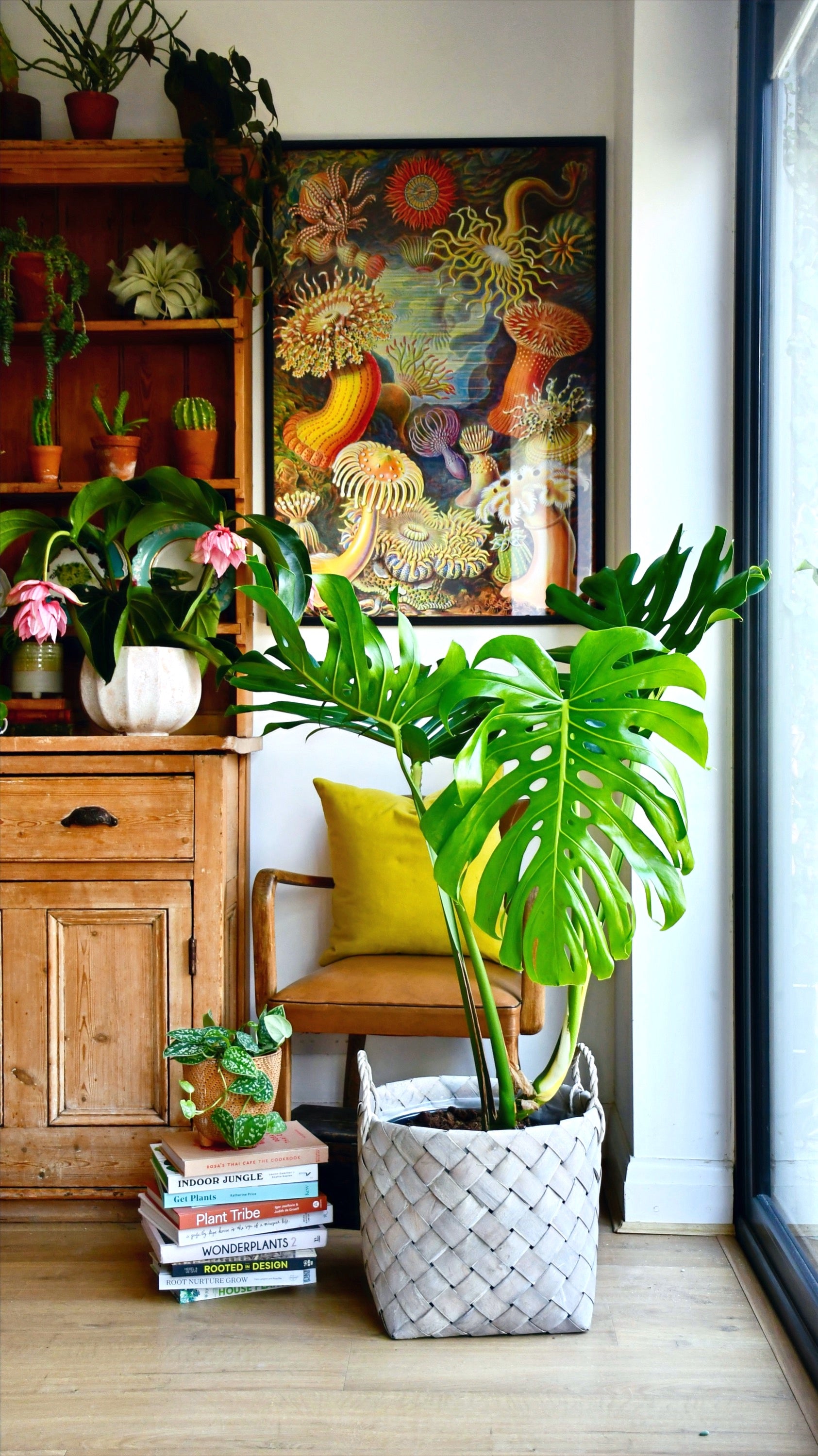 Medium Monstera Deliciosa Elegant Stem Form – Happy Houseplants