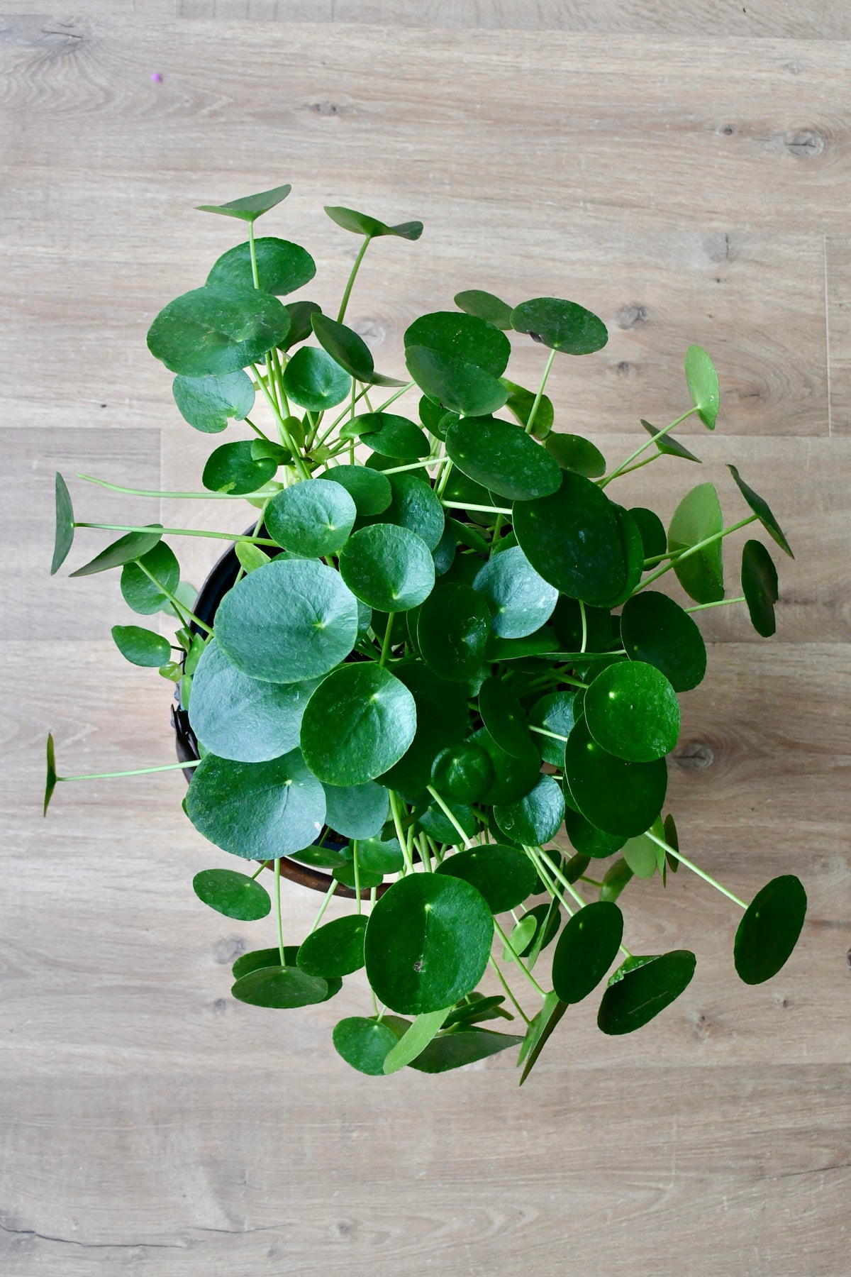 Pilea Peperomioides | Extra Large | Plants Delivered | Happy ...