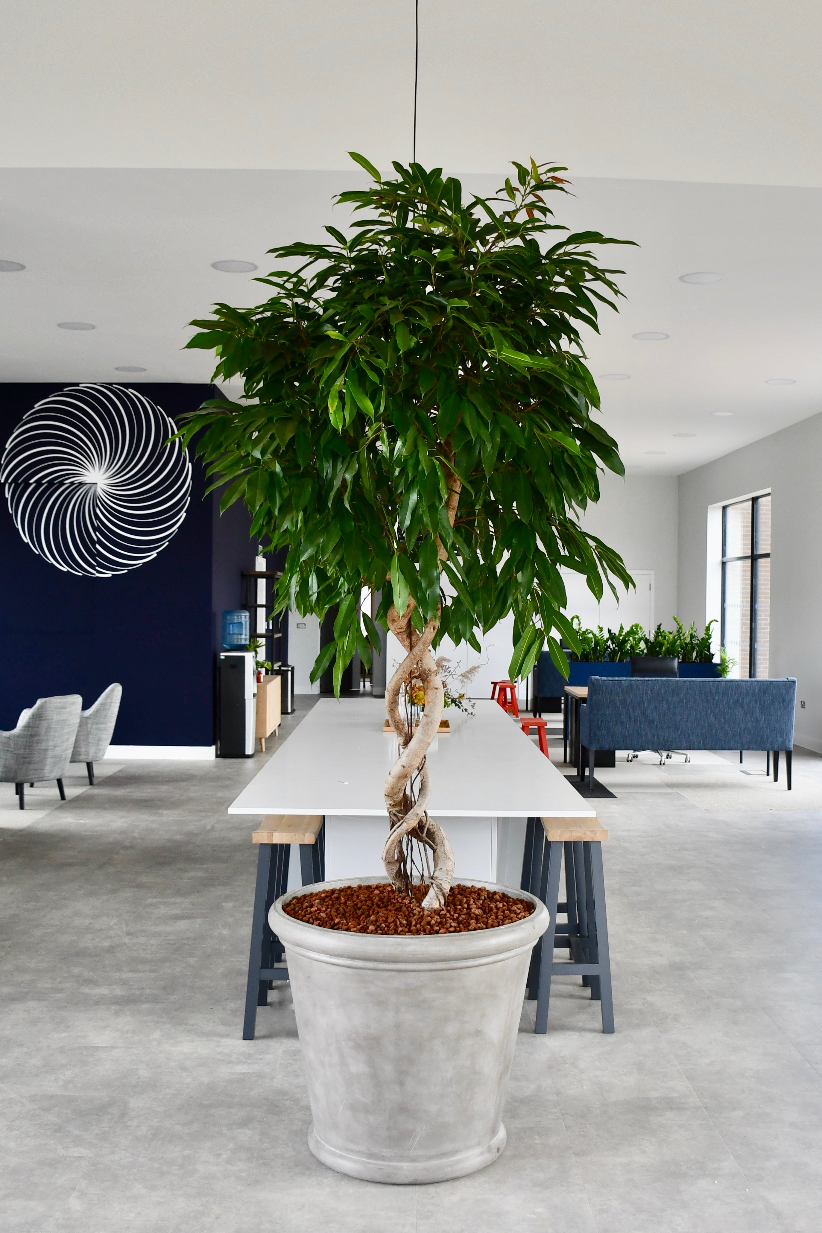 Ficus Amstel King | Happy Houseplants – Happy Houseplants
