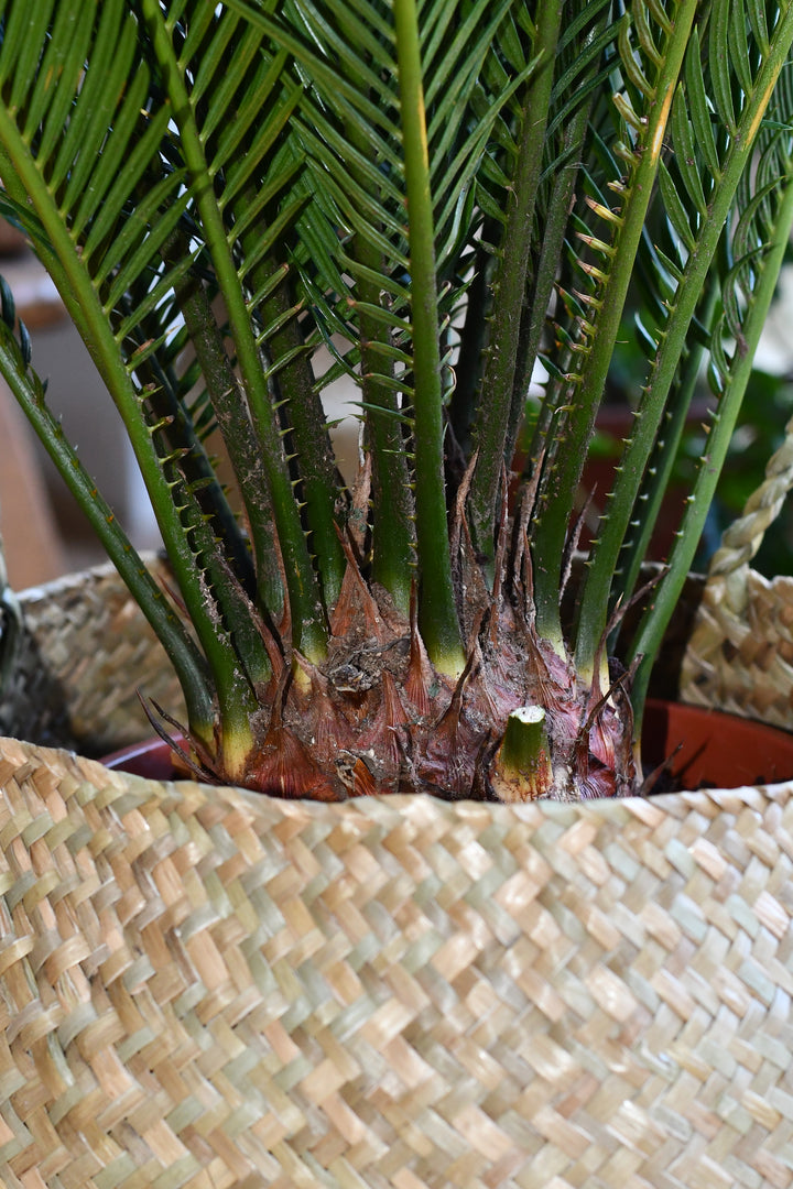 cycas rhs