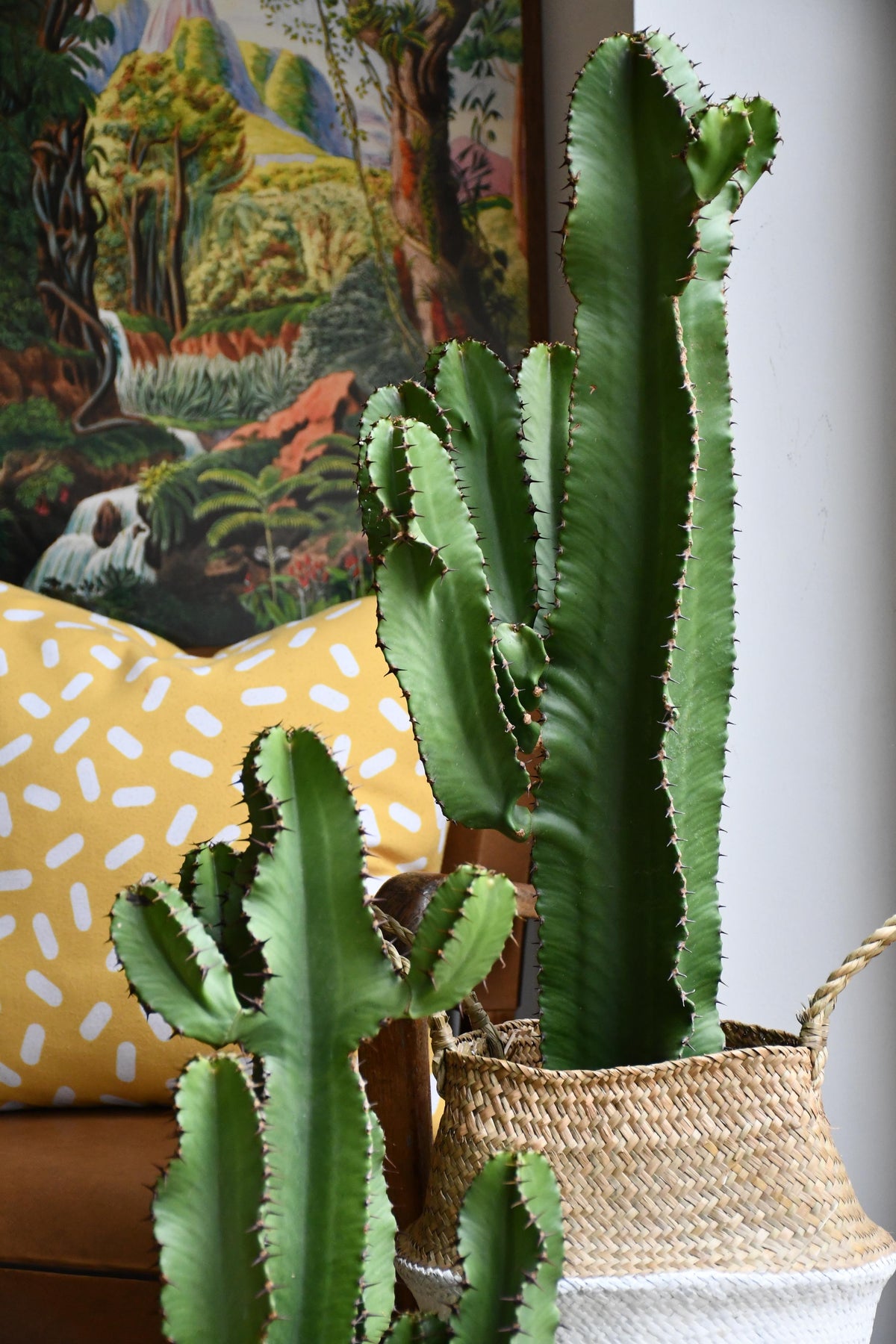 Cowboy Cactus - Euphorbia Ingens | London | Happy Houseplants – Happy ...