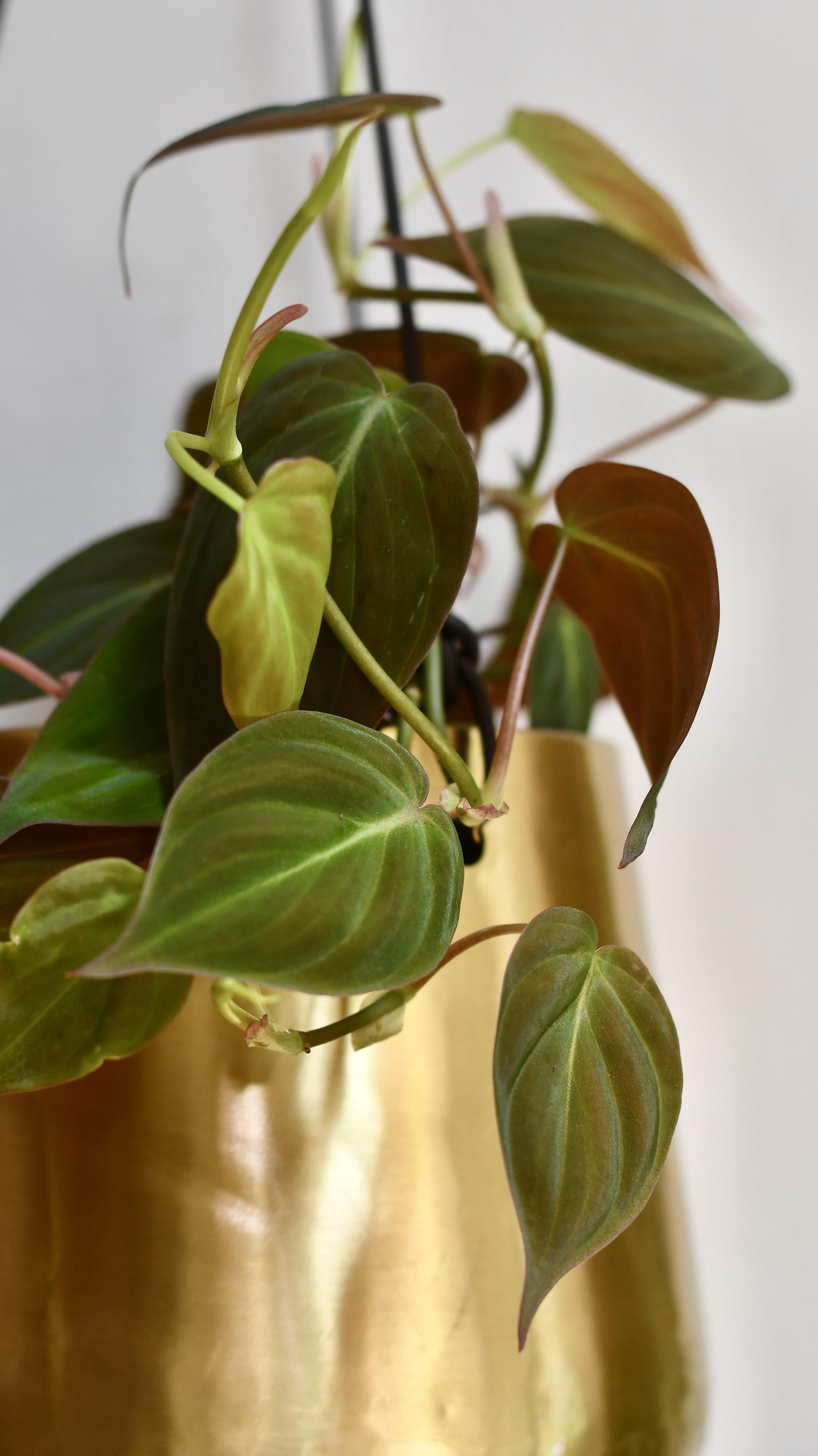 The Velvet Leaf Philodendron - Philodendron Micans - Fortricks | New ...