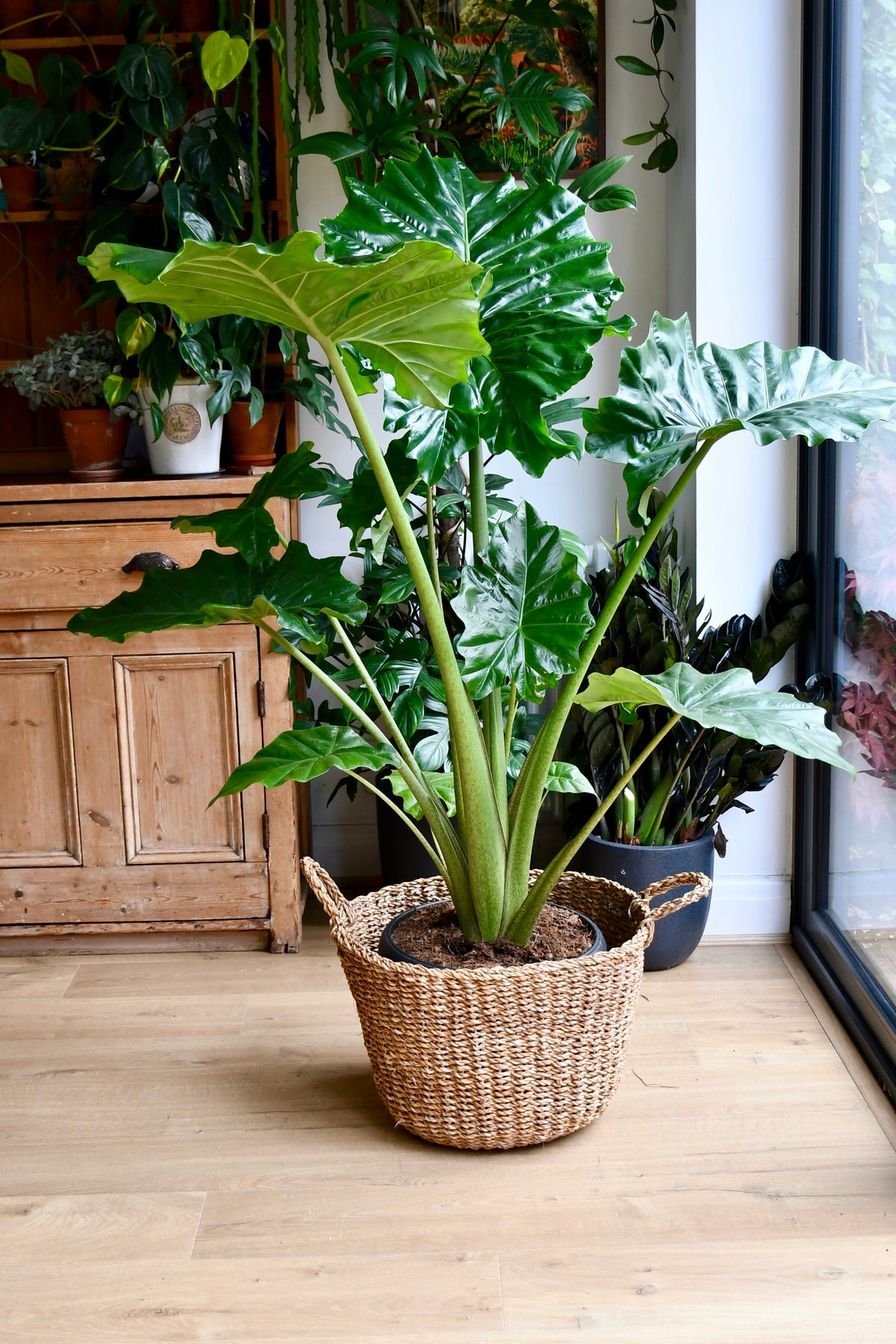 Alocasia Portodora Pflege