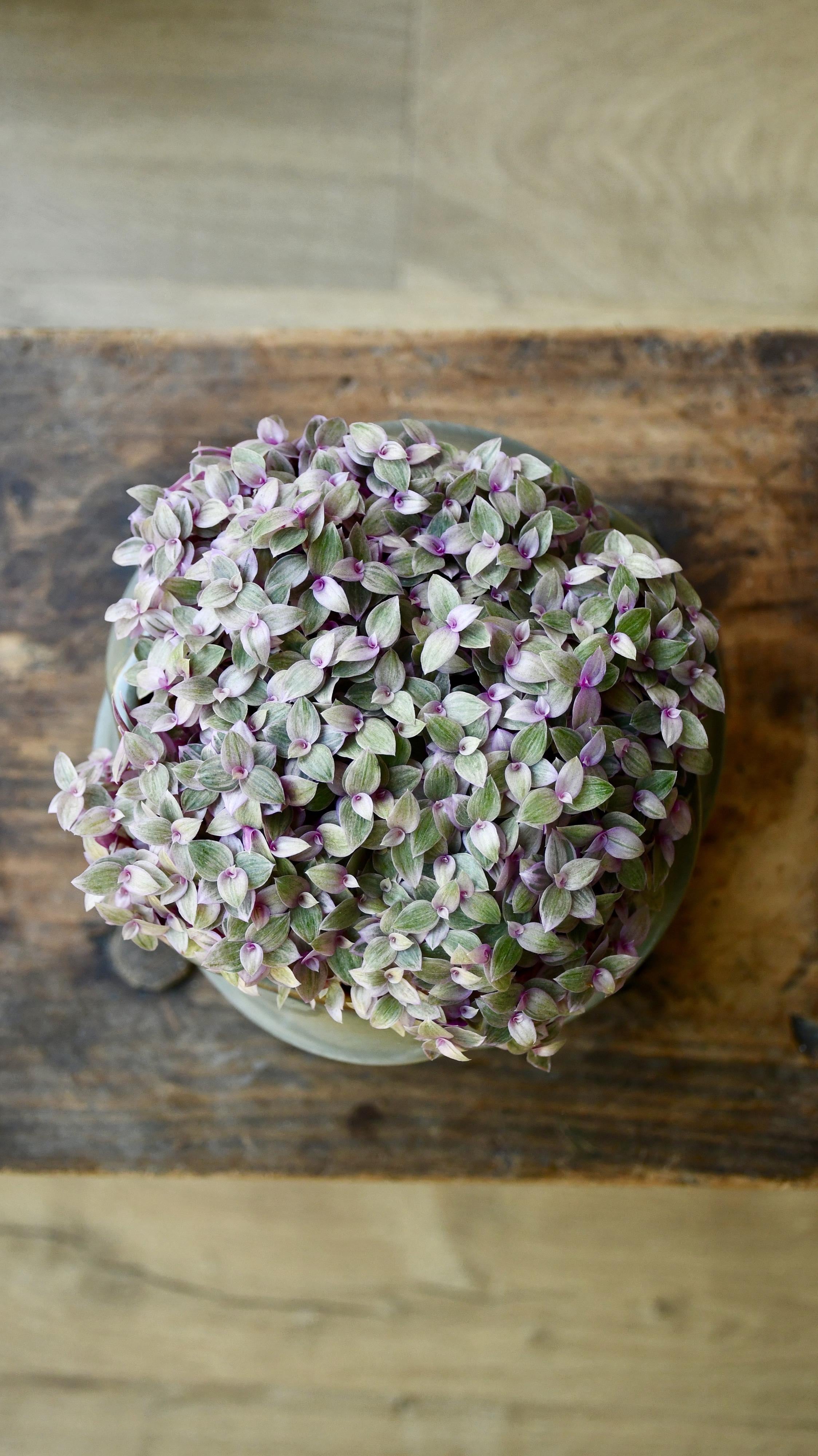 Callisia Rosato | Pink Lady | Happy Houseplants – Happy Houseplants