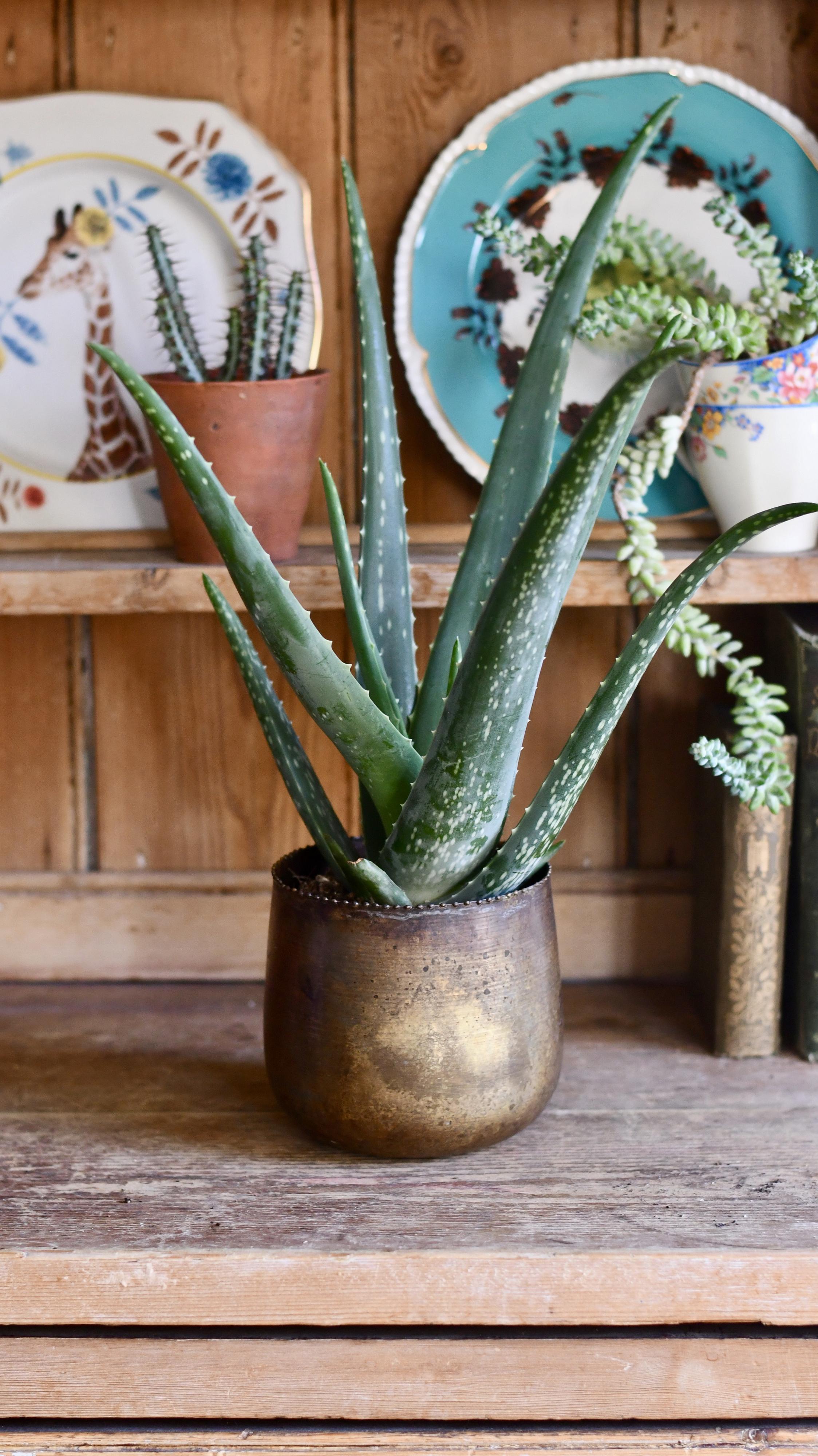 Small Aloe Vera Plant | Succulent Indoor Plant Delivered | Happy ...