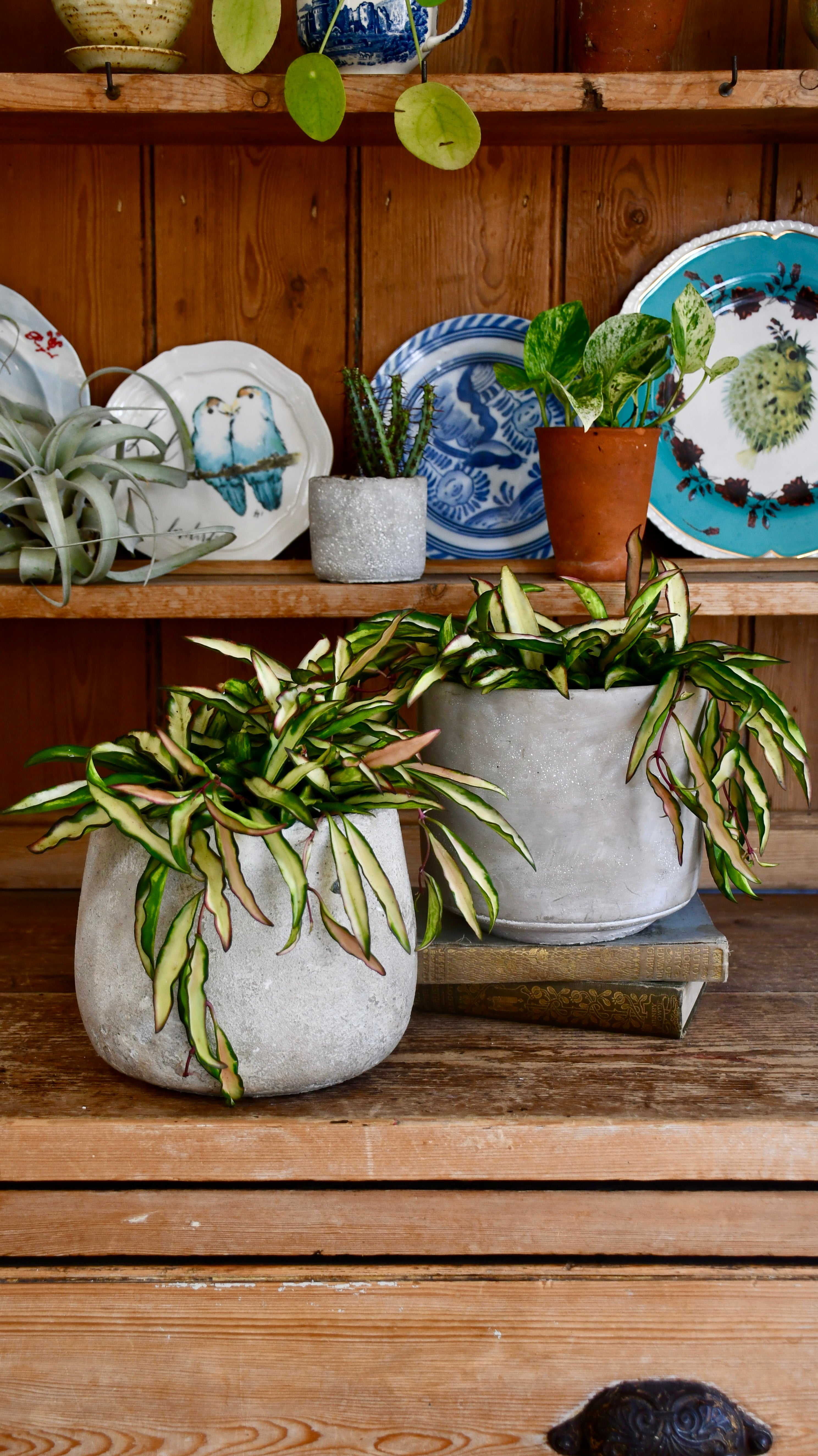 Hoya Wayetti Tricolour | UK Delivery | Happy Houseplants – Happy ...
