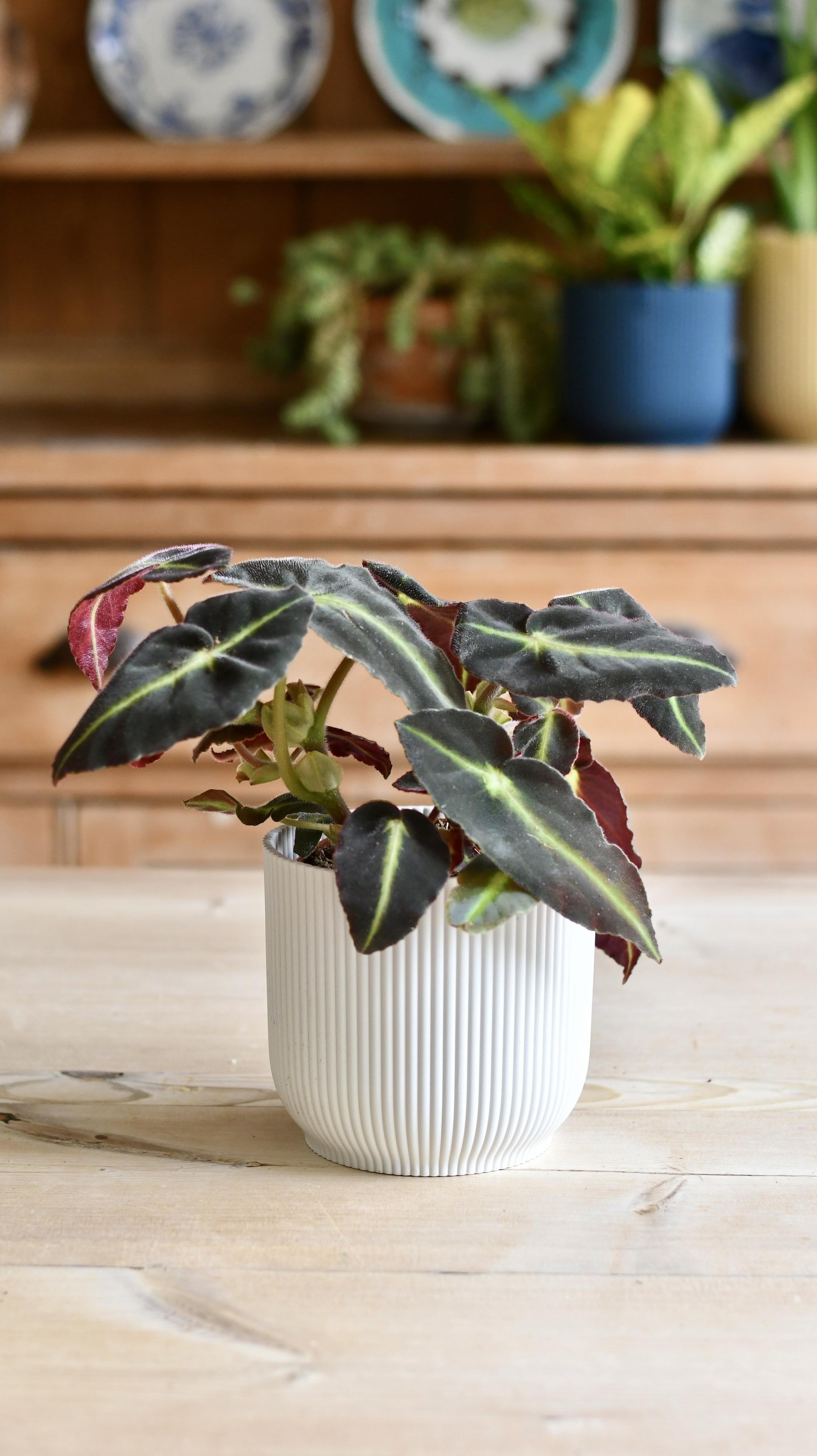 Begonia Listada | Striped Begonia | Happy Houseplants – Happy Houseplants