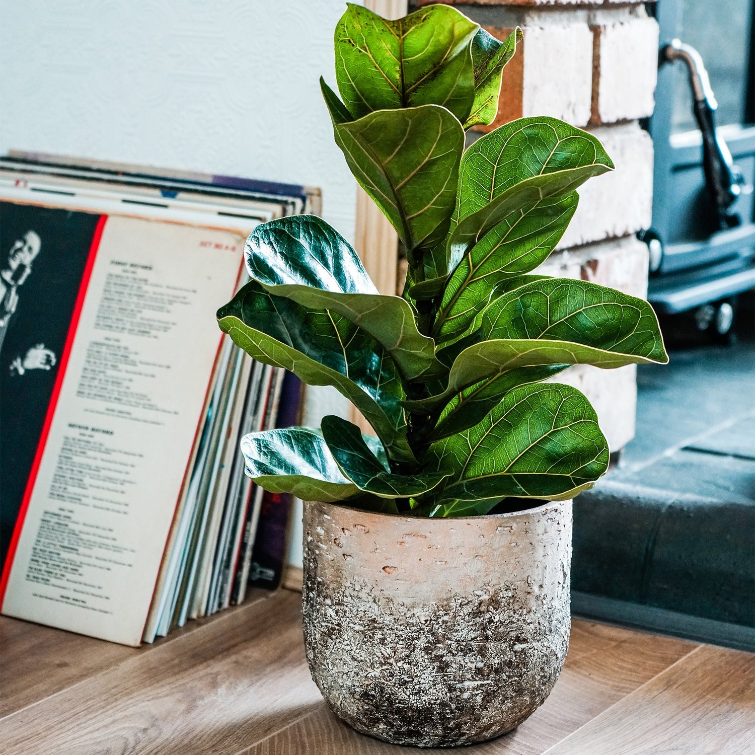 Albero planter (21cm pot) – Happy Houseplants