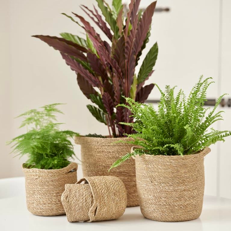 Natural Seagrass Planter | Indoor Planter | Happy Houseplants – Happy ...