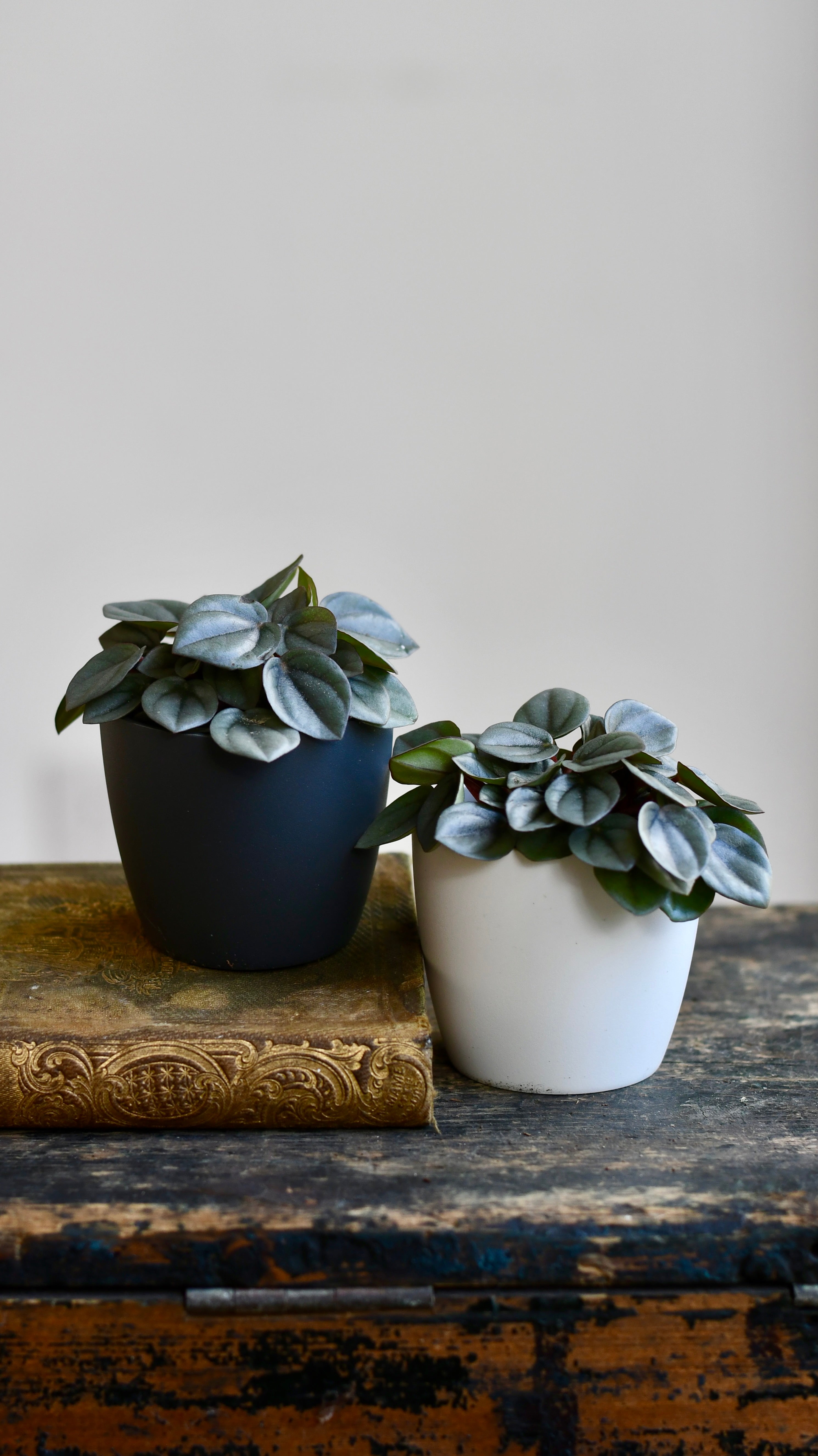 Baby Peperomia ‘Milano’ – Happy Houseplants