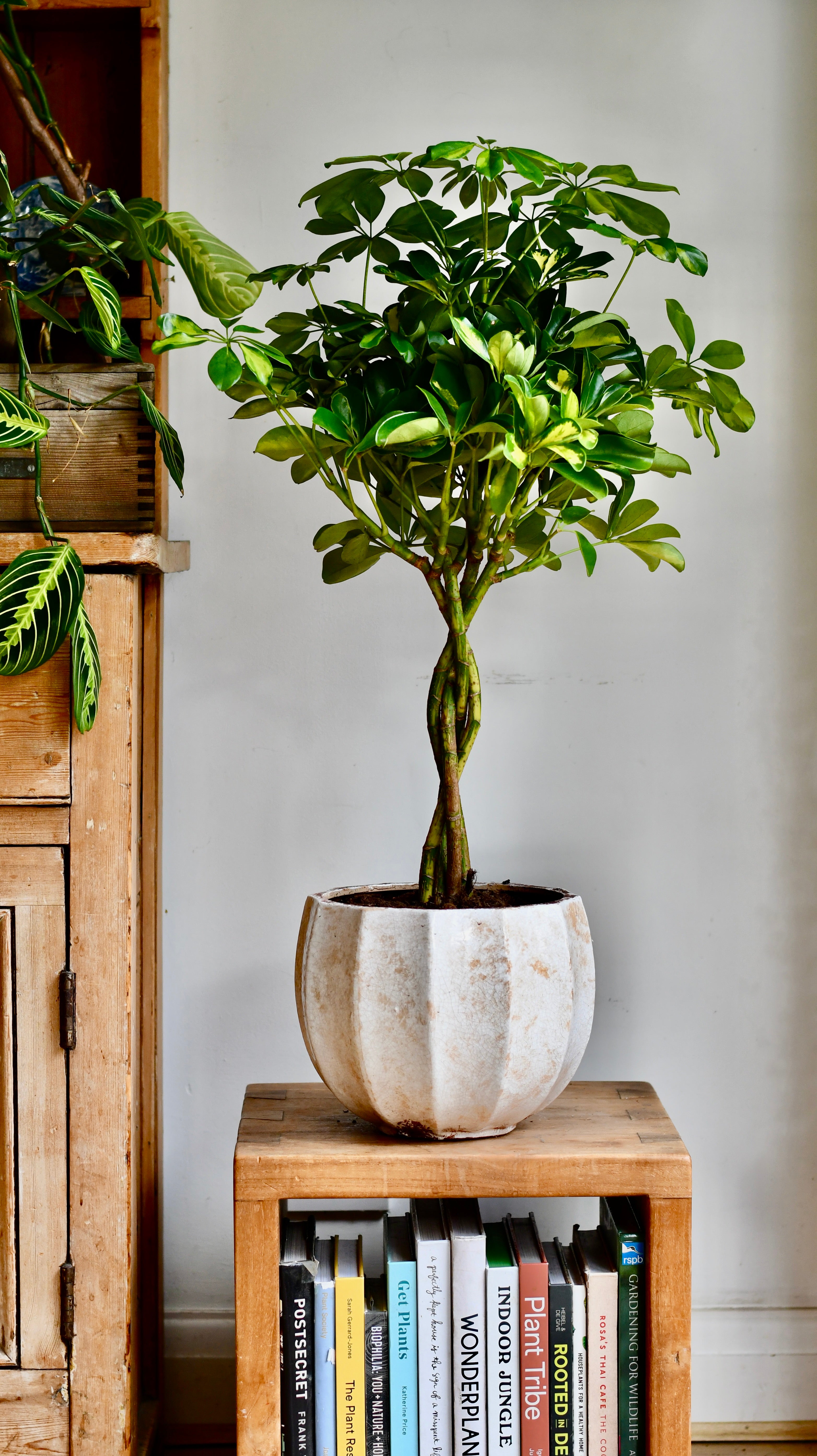 Dwarf Umbrella Tree House Wild Interiors — Dwarf Plants: Mini
