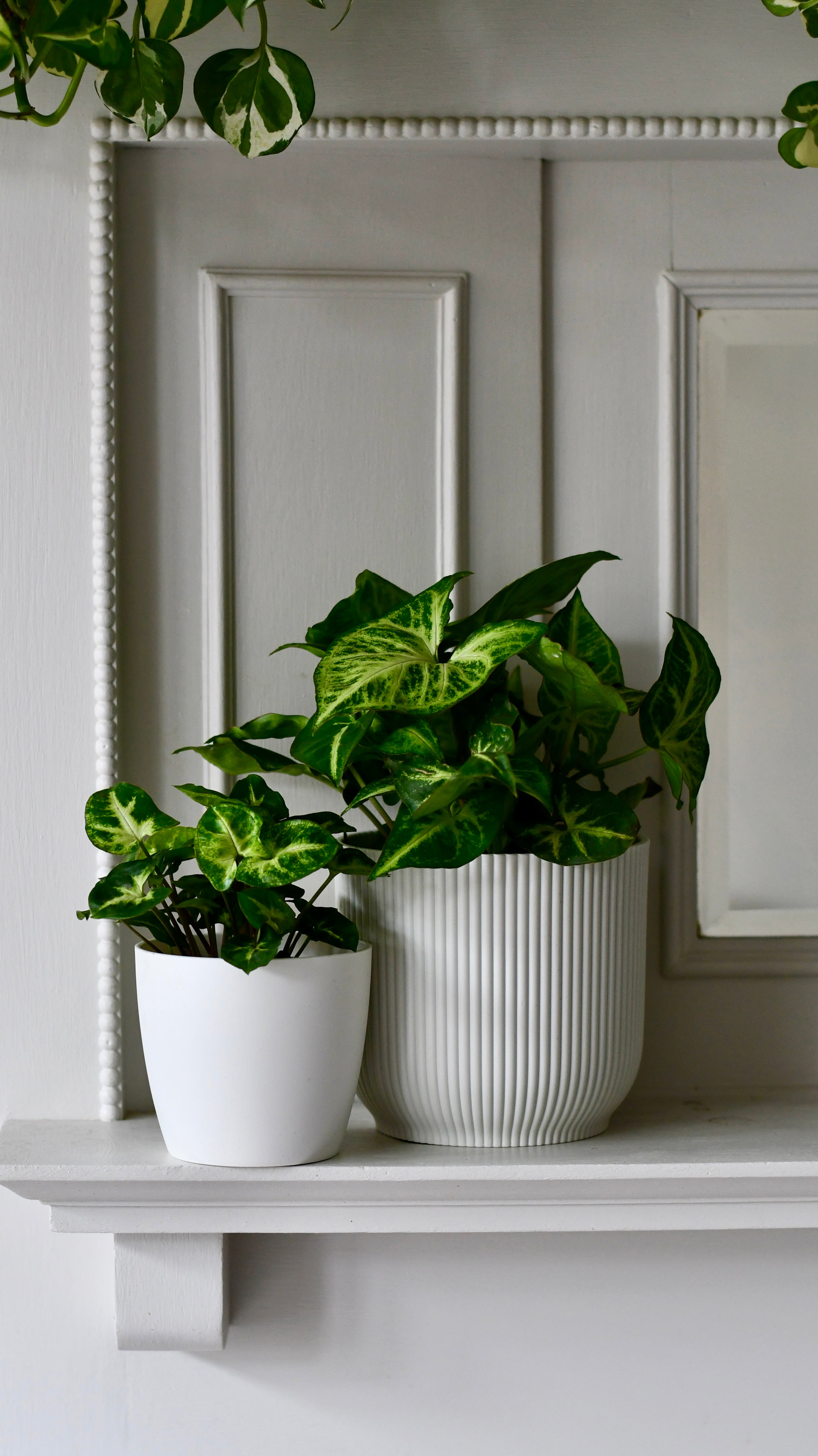 Syngonium Nephthytis Arrowhead duo gift set – Happy Houseplants