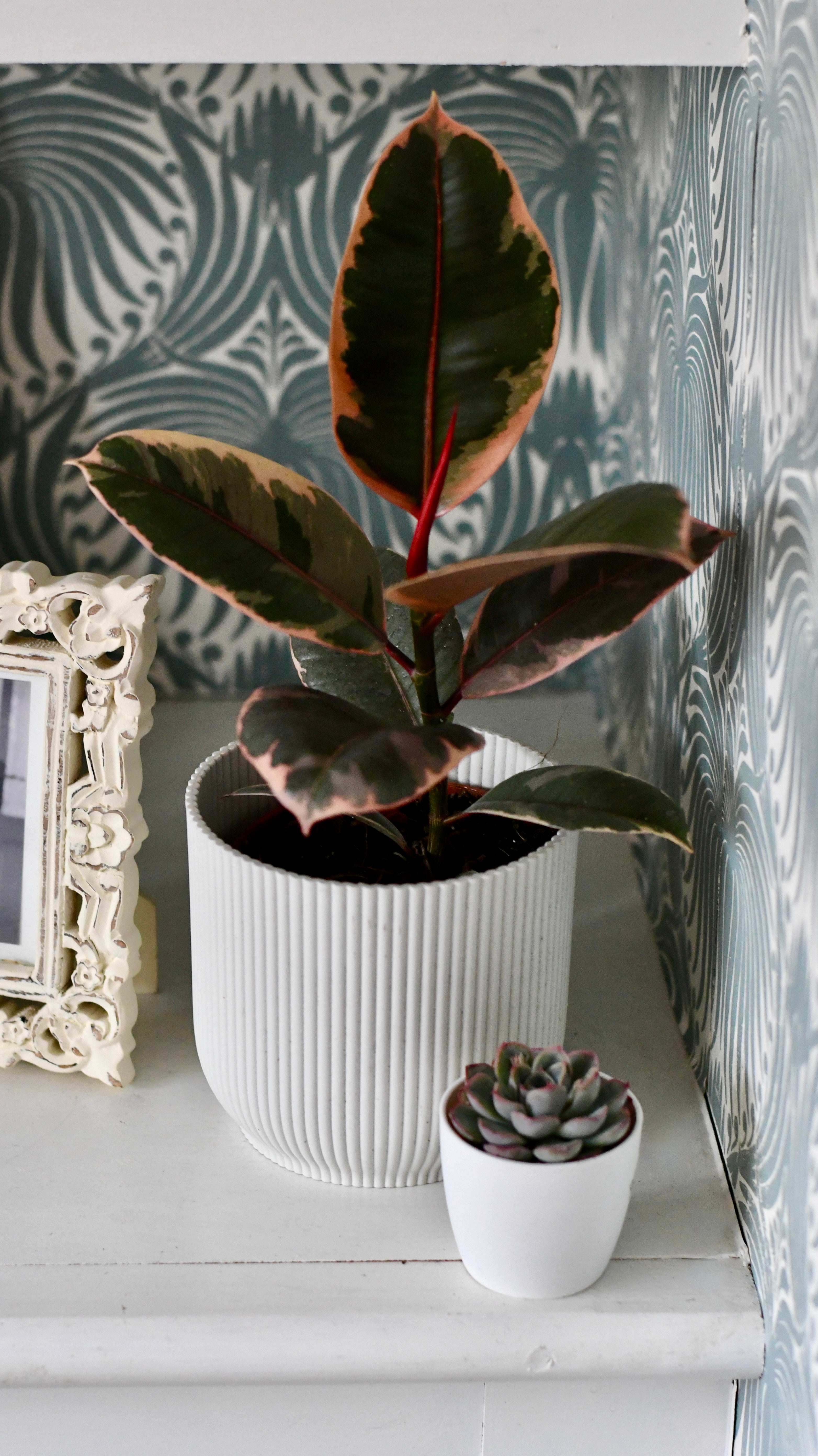 Ficus Elastica Belize & Pot | Rubber Tree | Happy Houseplants – Happy ...