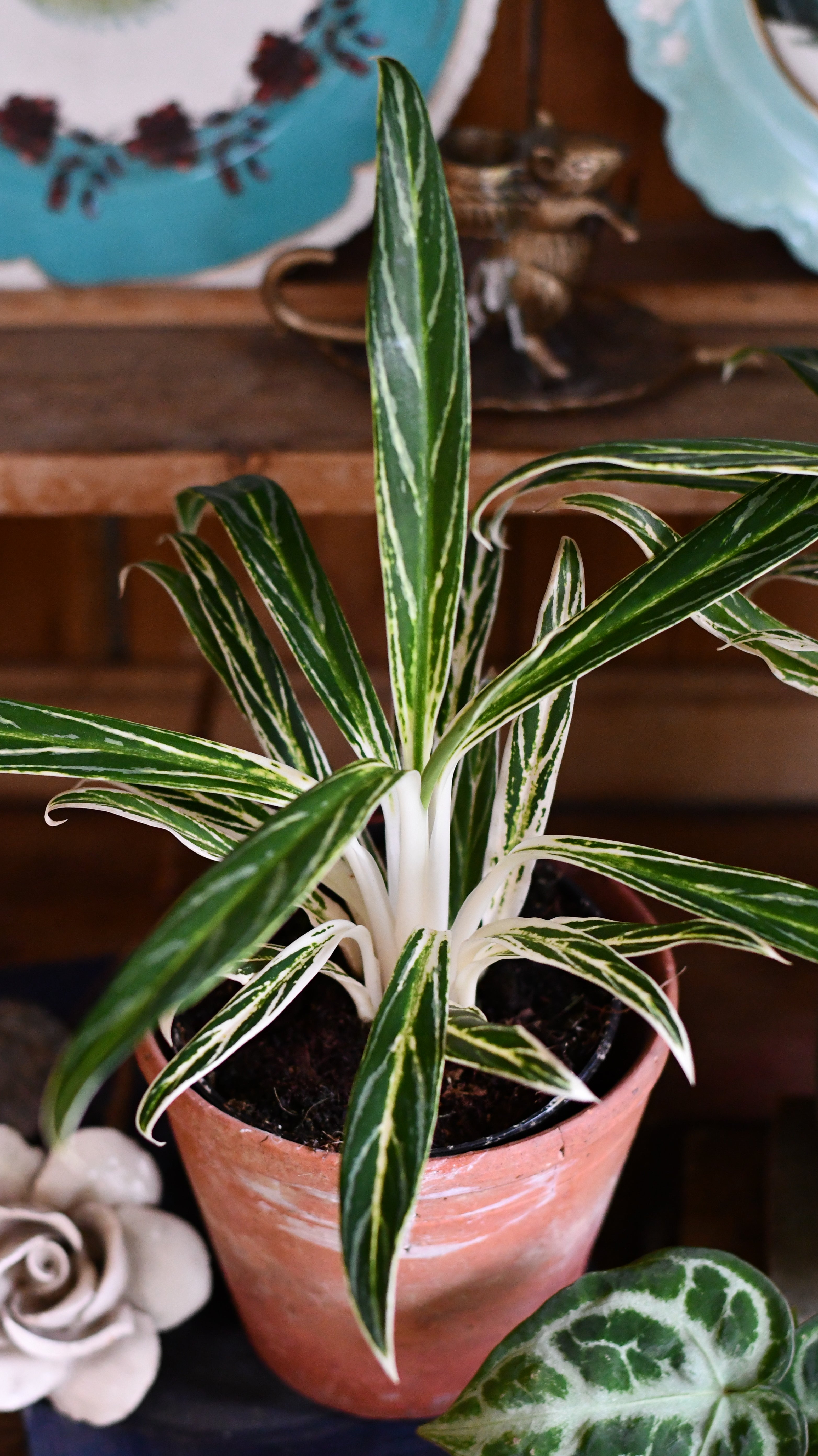 Aglaonema Zebra Feathers | Rare Houseplants | Happy Houseplants – Happy ...