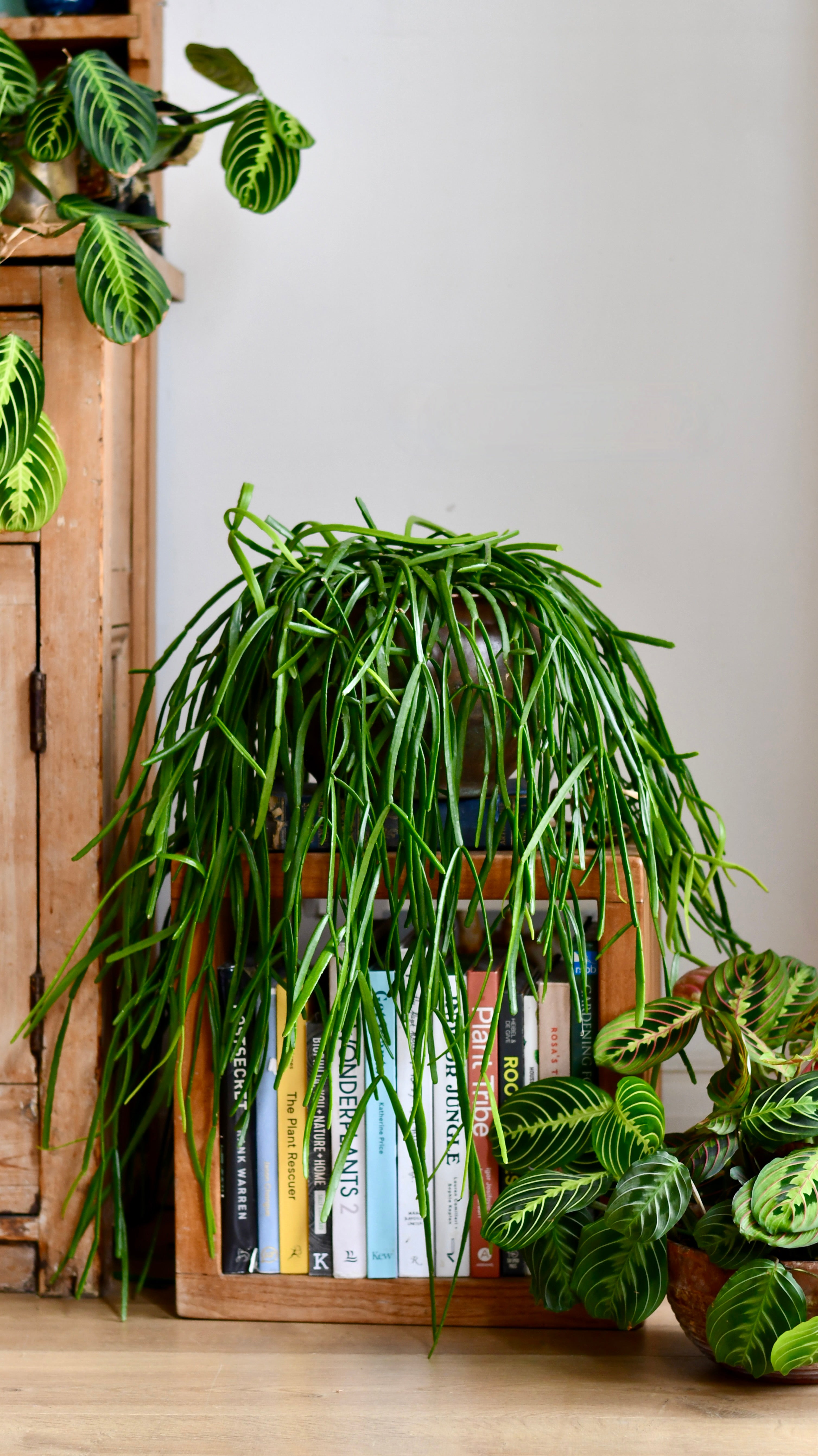 Rhipsalis Trigona | Three-Angled Mistletoe Cactus | Dancing Bones ...