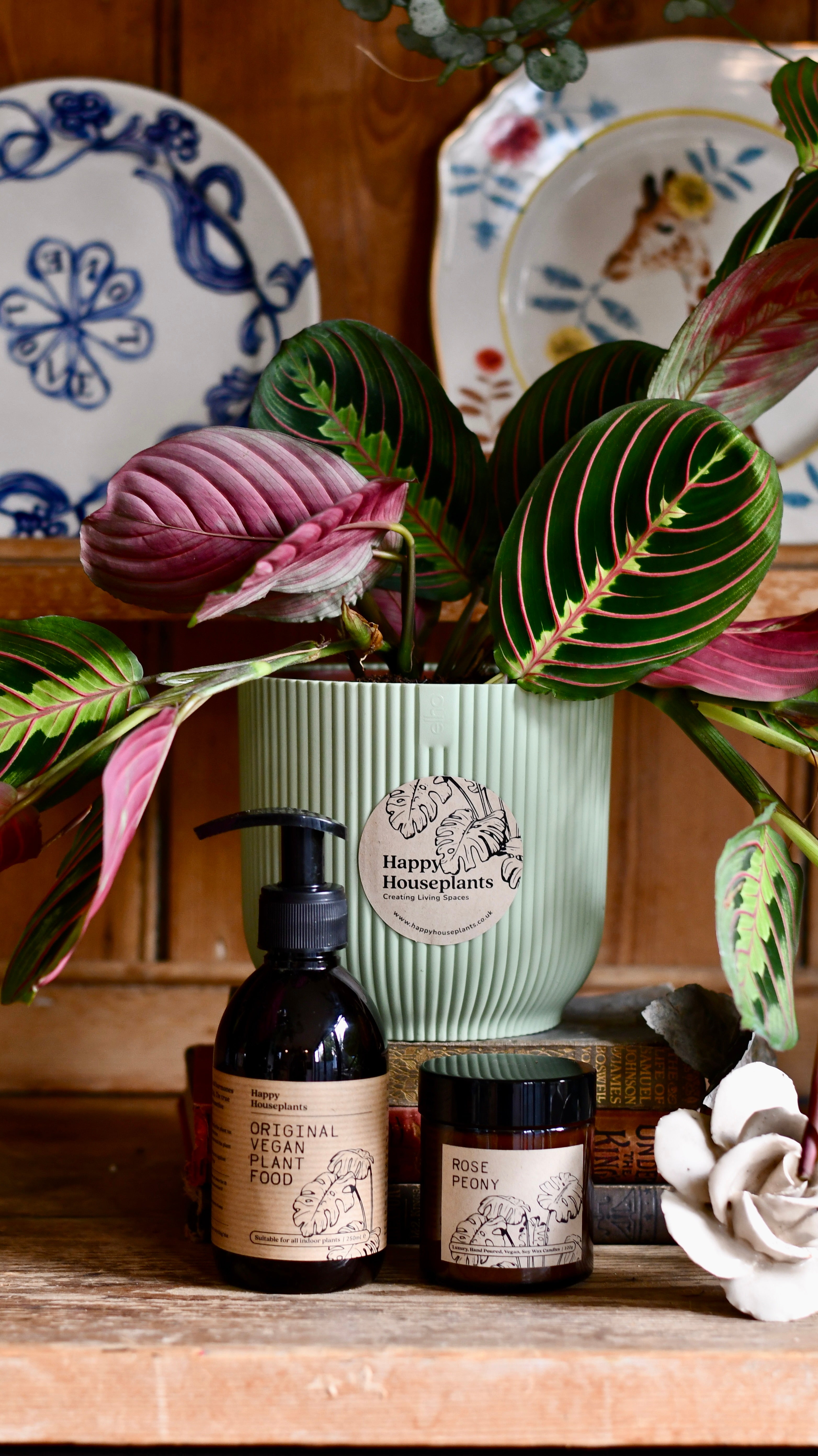 Maranta Fascinator Plant Gift Set | Scented Candle | Happy Houseplants ...