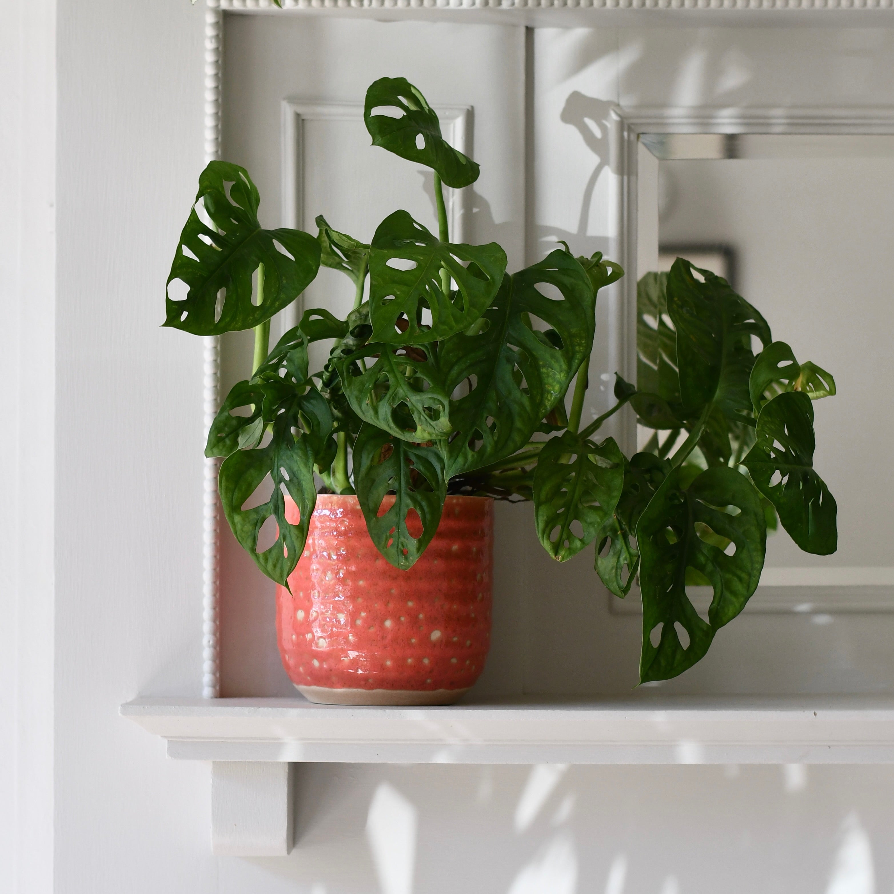 Titan Reactive Planter (13cm Plant Pot) – Happy Houseplants