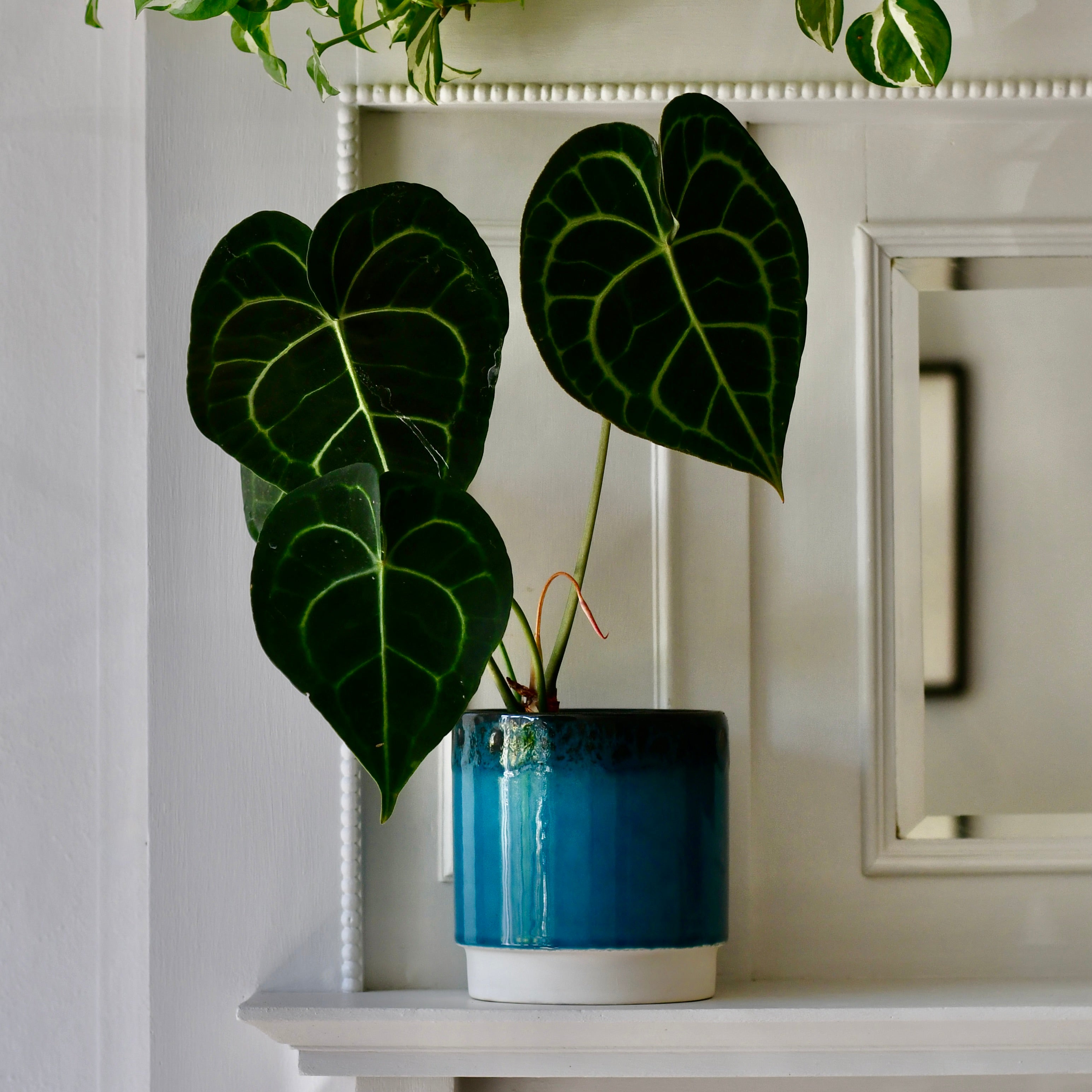 Aqua Reactive Planter (Aqua 13cm Plant Pot) – Happy Houseplants