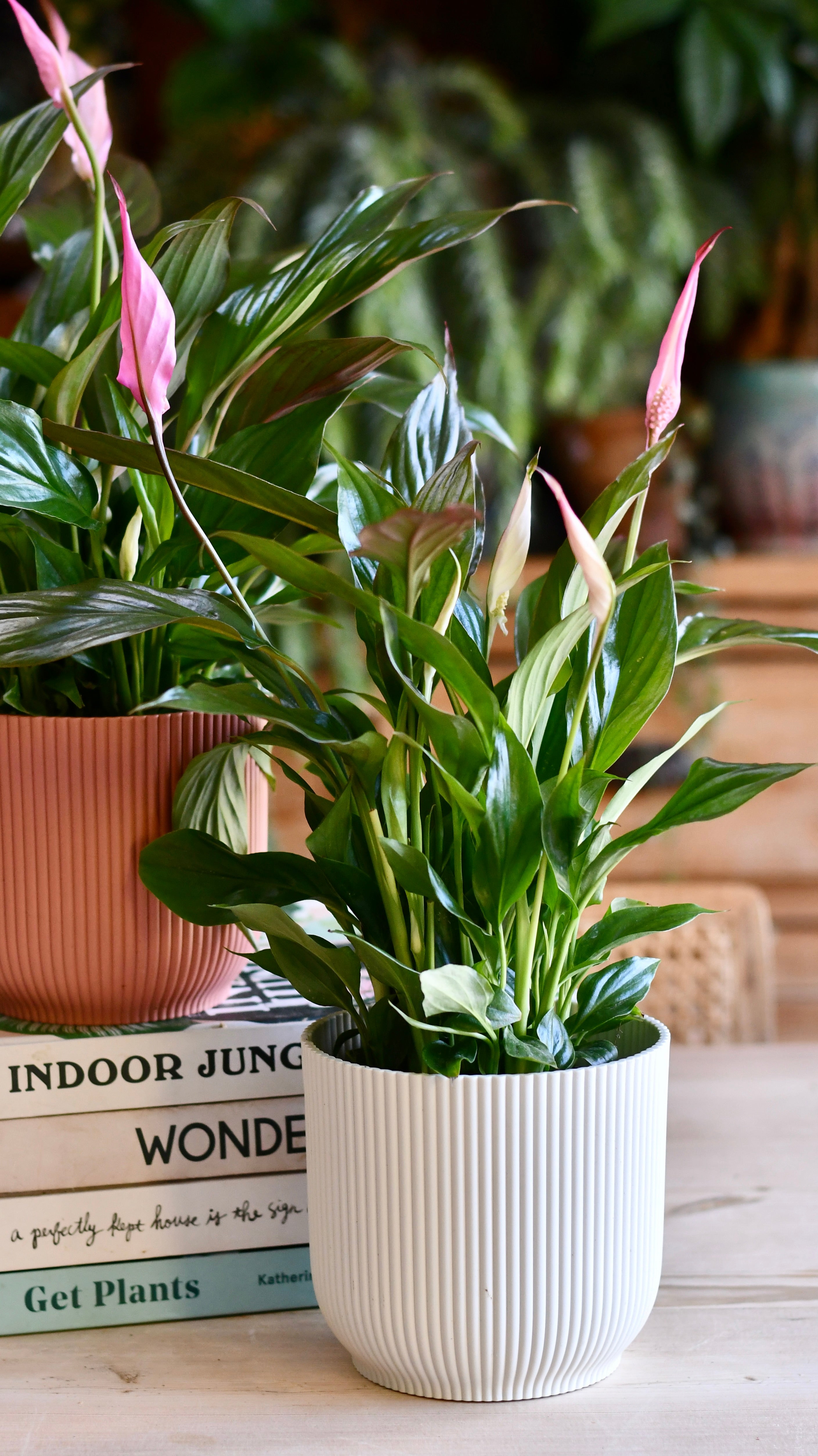 Spathiphyllum Pink Bellini, Peace Lilly & pot, Happy Houseplants ...